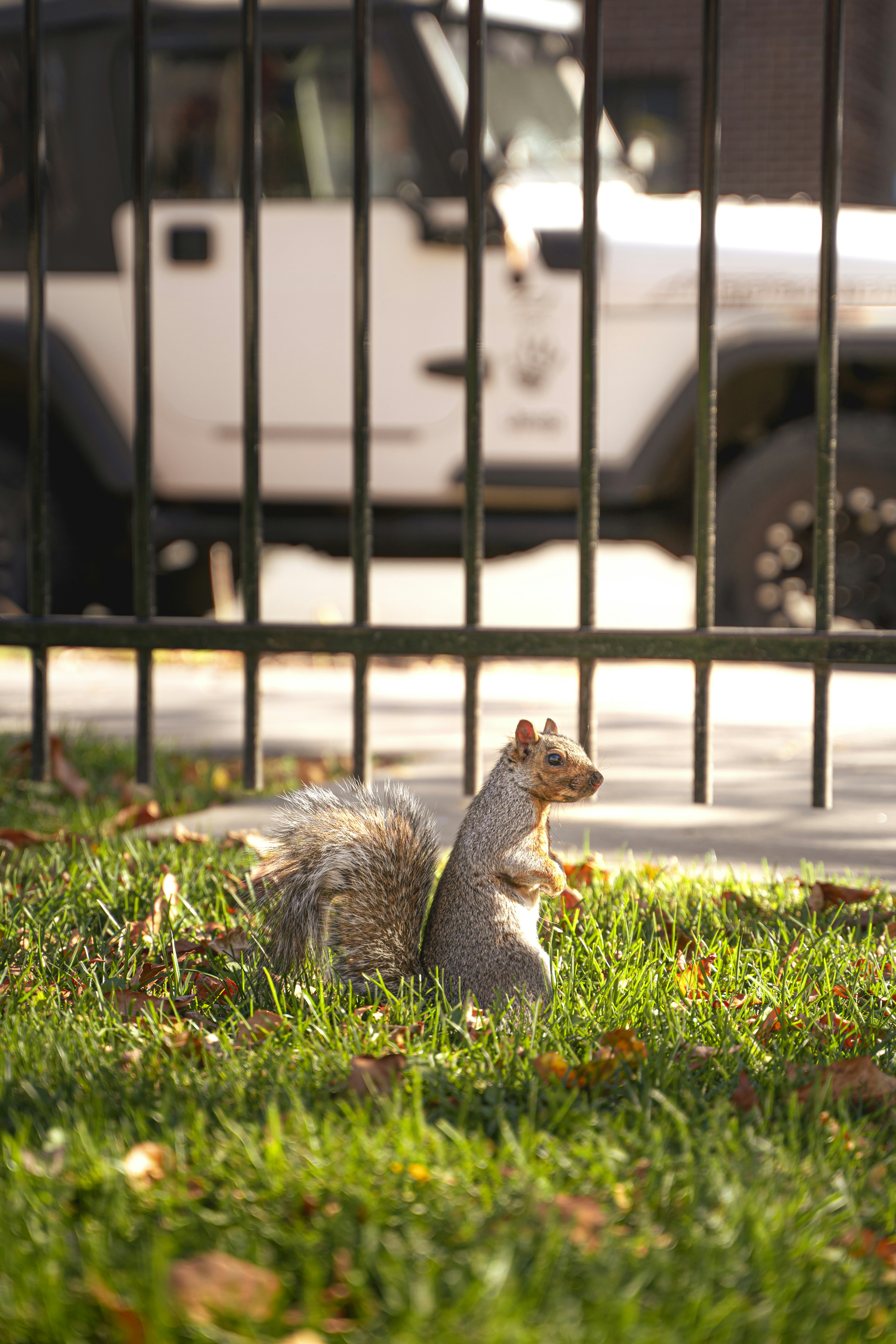 Sunlit Squirrel by the Iron Fence: a Park Moment of Quiet Focus