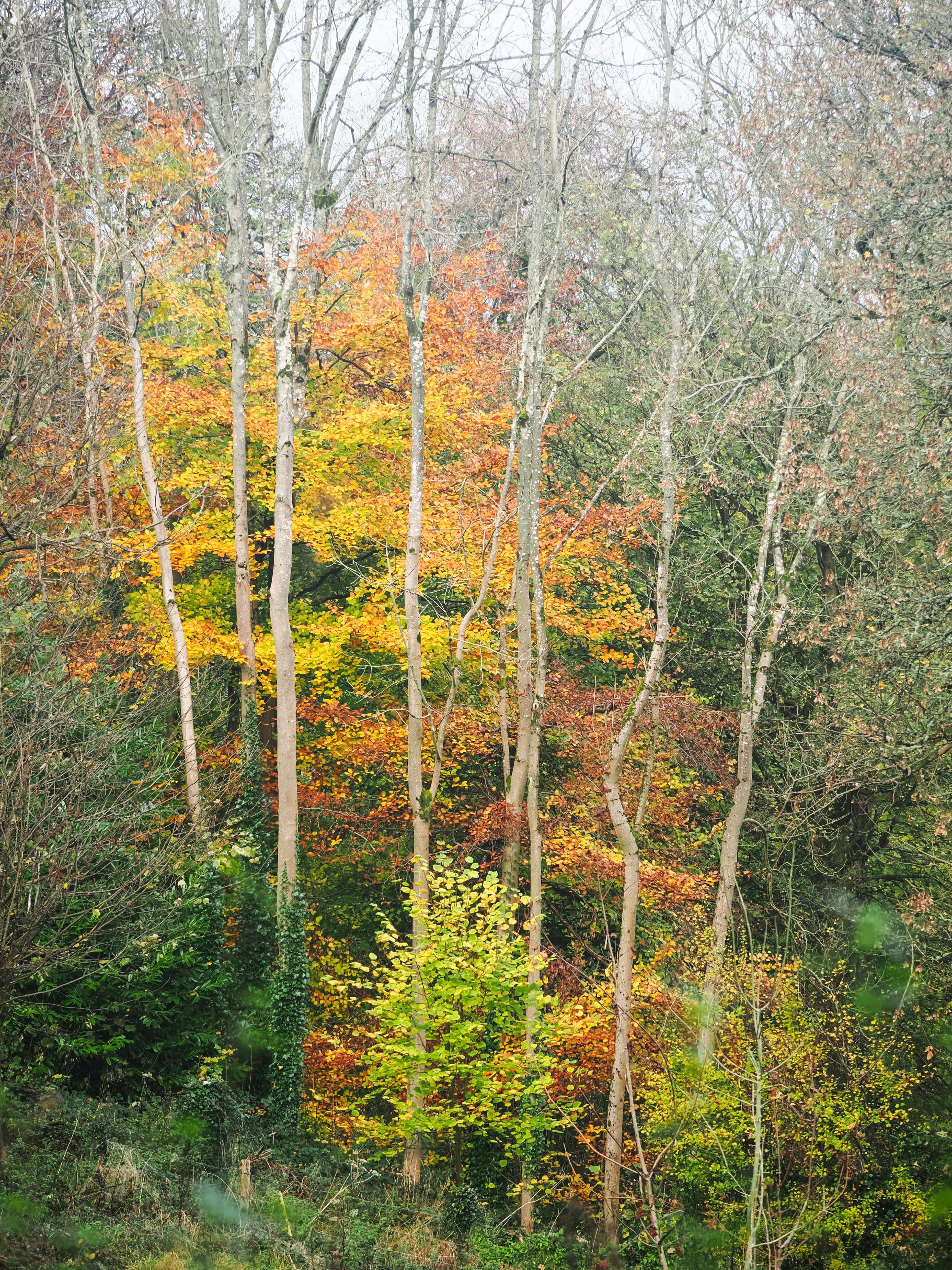 Autumn colour palette