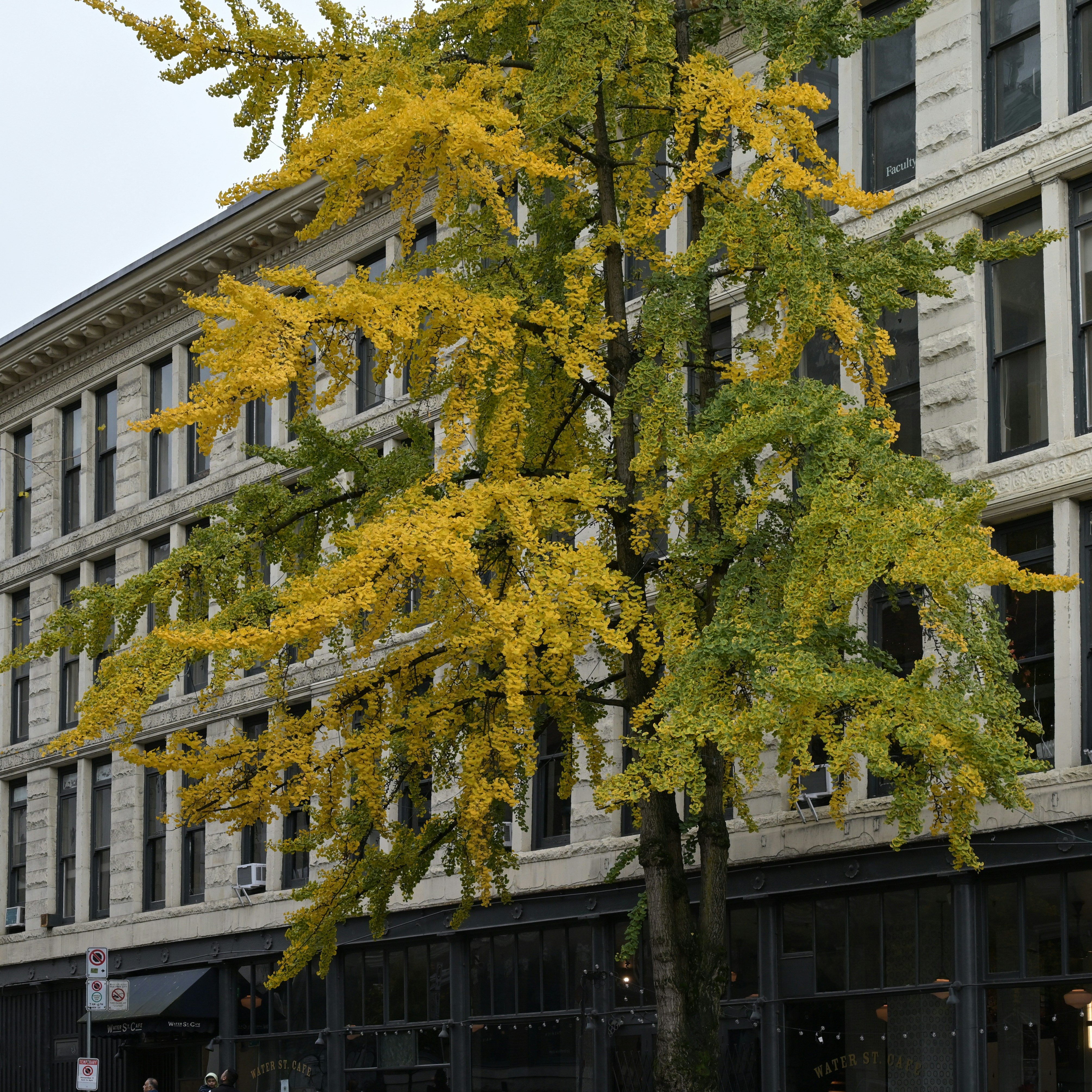 Golden Canopy Framing a Historic City Facade