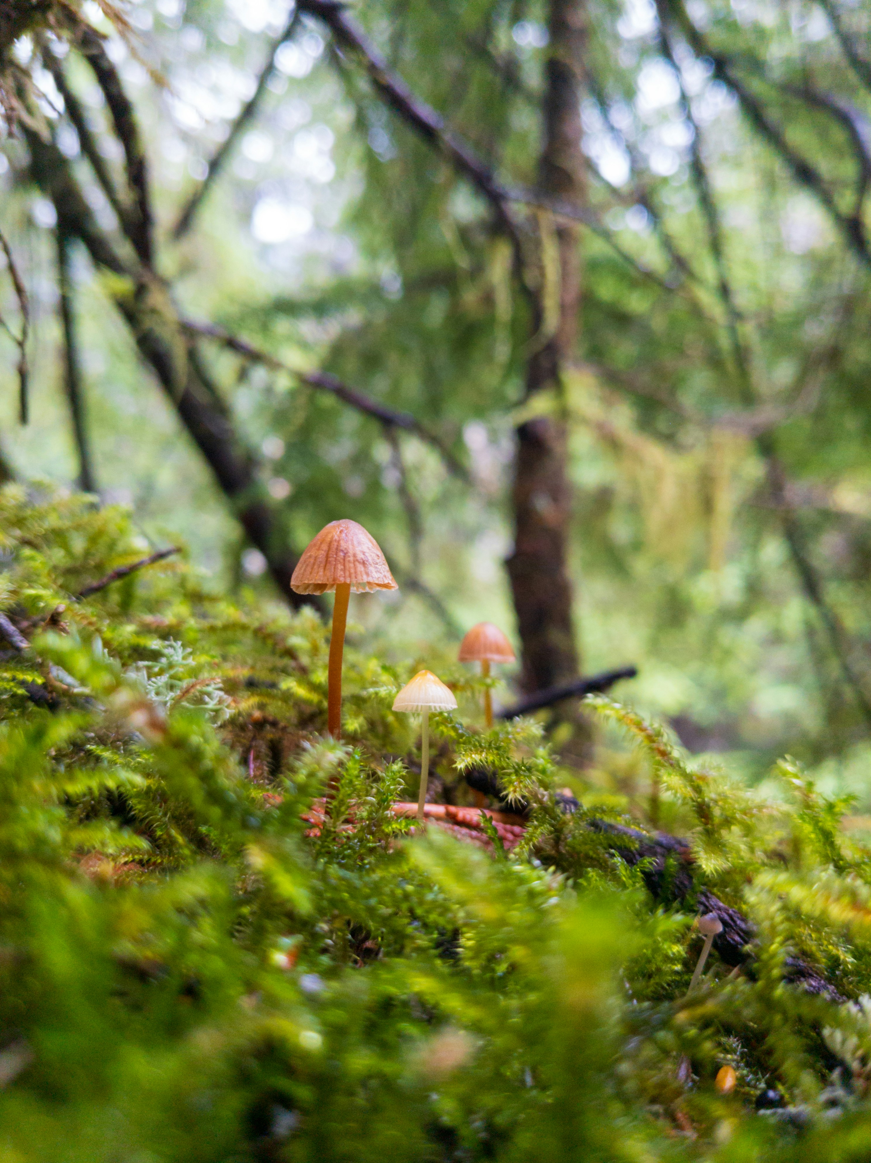 Amber-Capped Mushrooms Rise from Velvet Moss in a Quiet Forest Understory