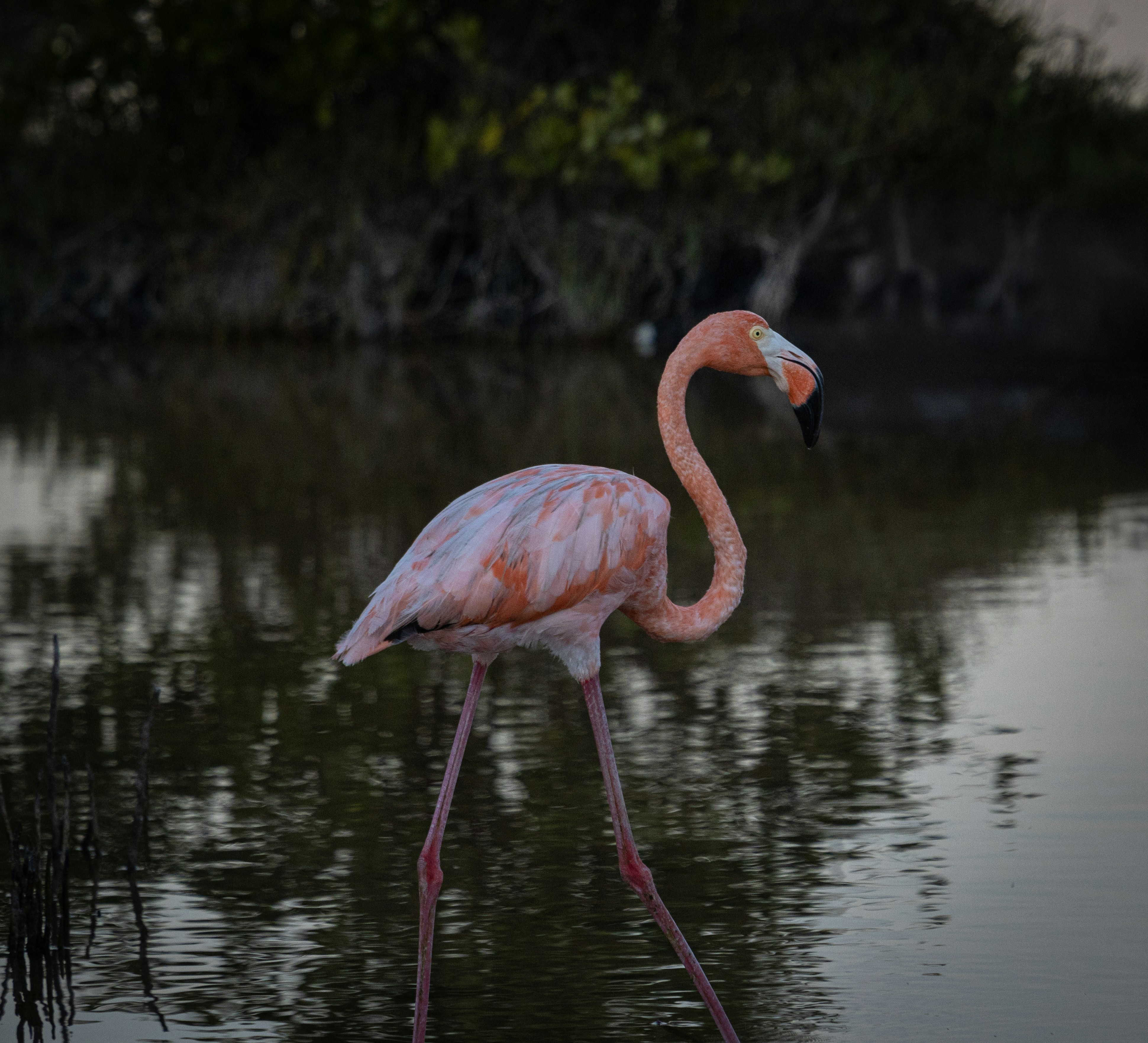Pink Flamingo on Quiet Waters: Graceful Stride Between Shadows