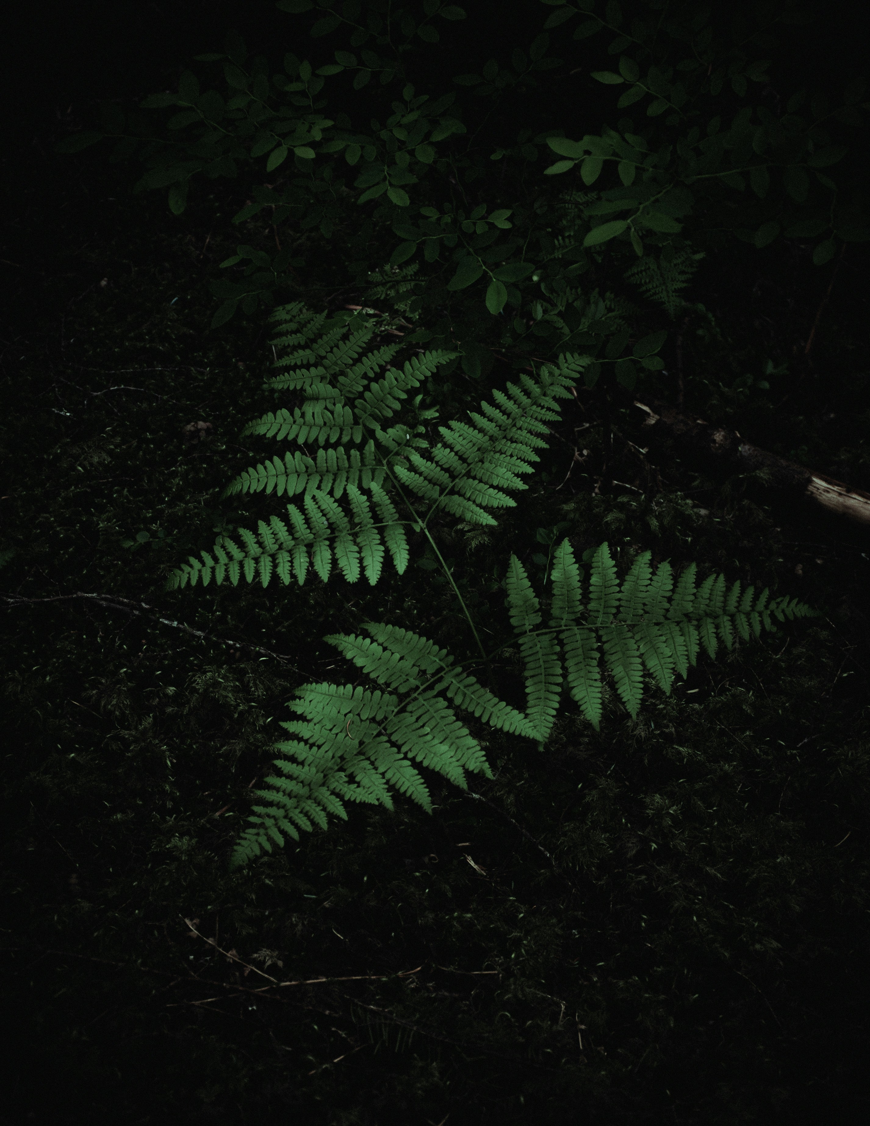 Emerald Ferns in a Moonlit Understory