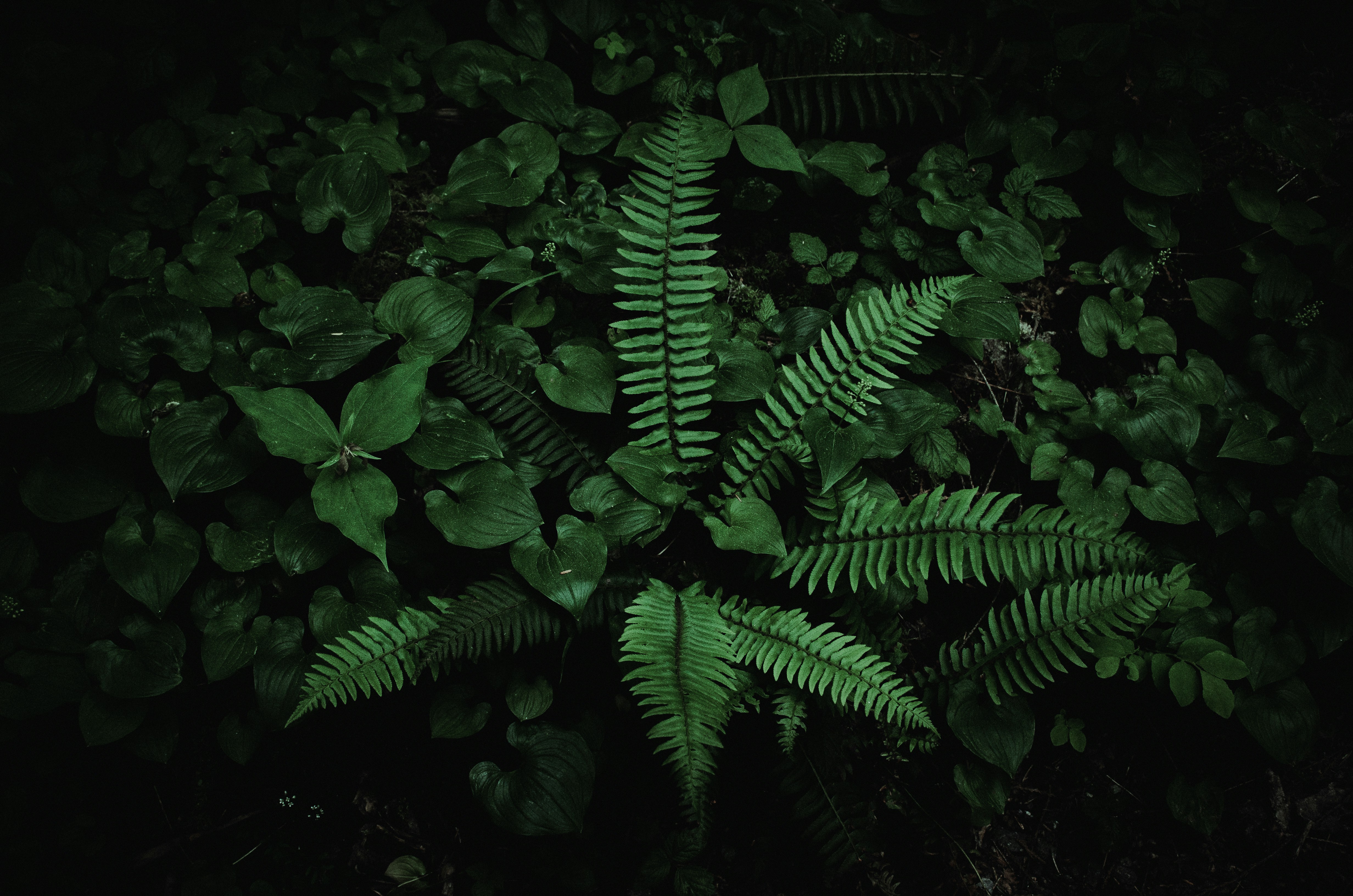 Emerald Fronds in a Shadowed Understory
