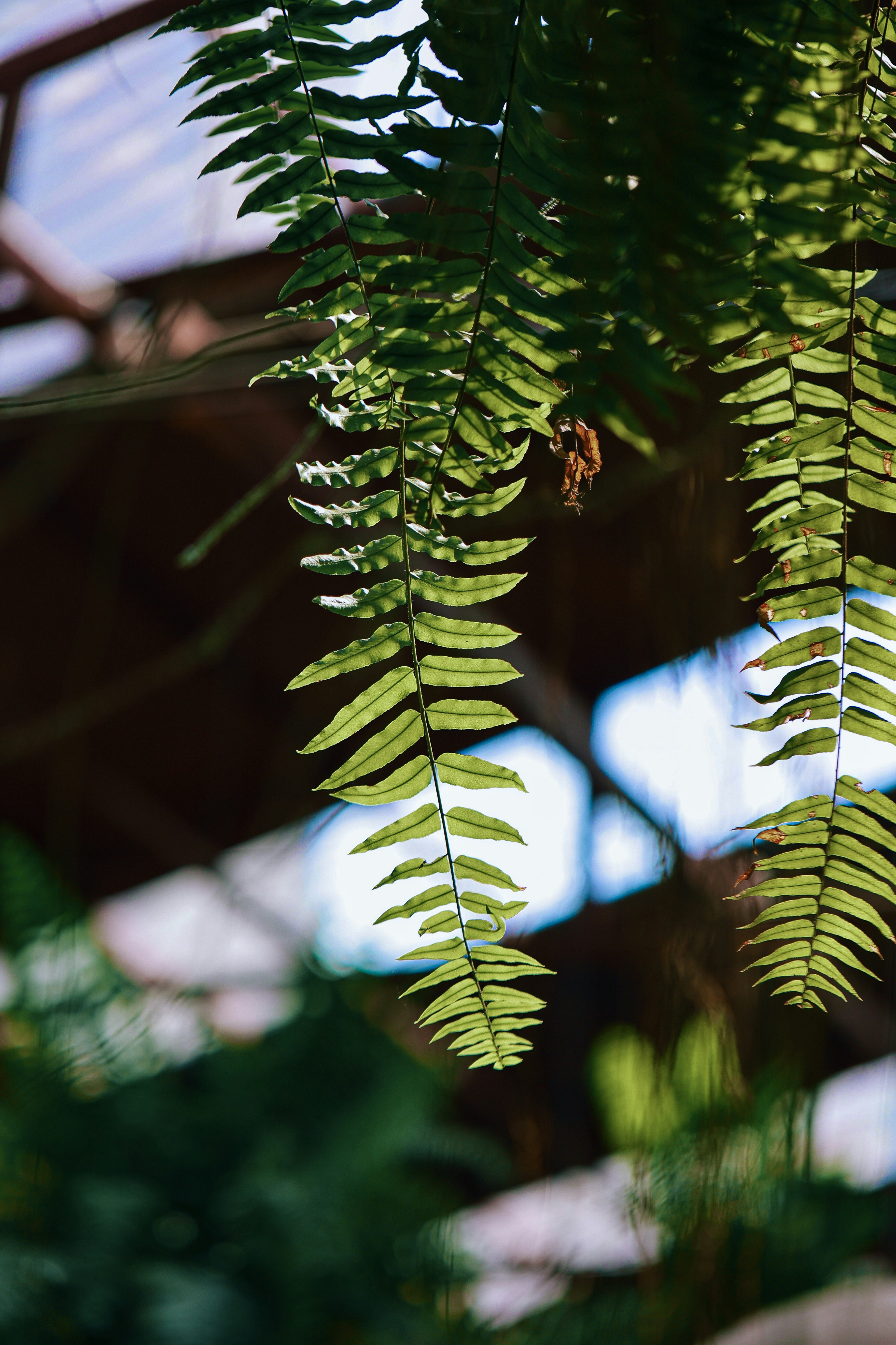Dappled Light on a Hanging Fern in a Glasshouse Atrium