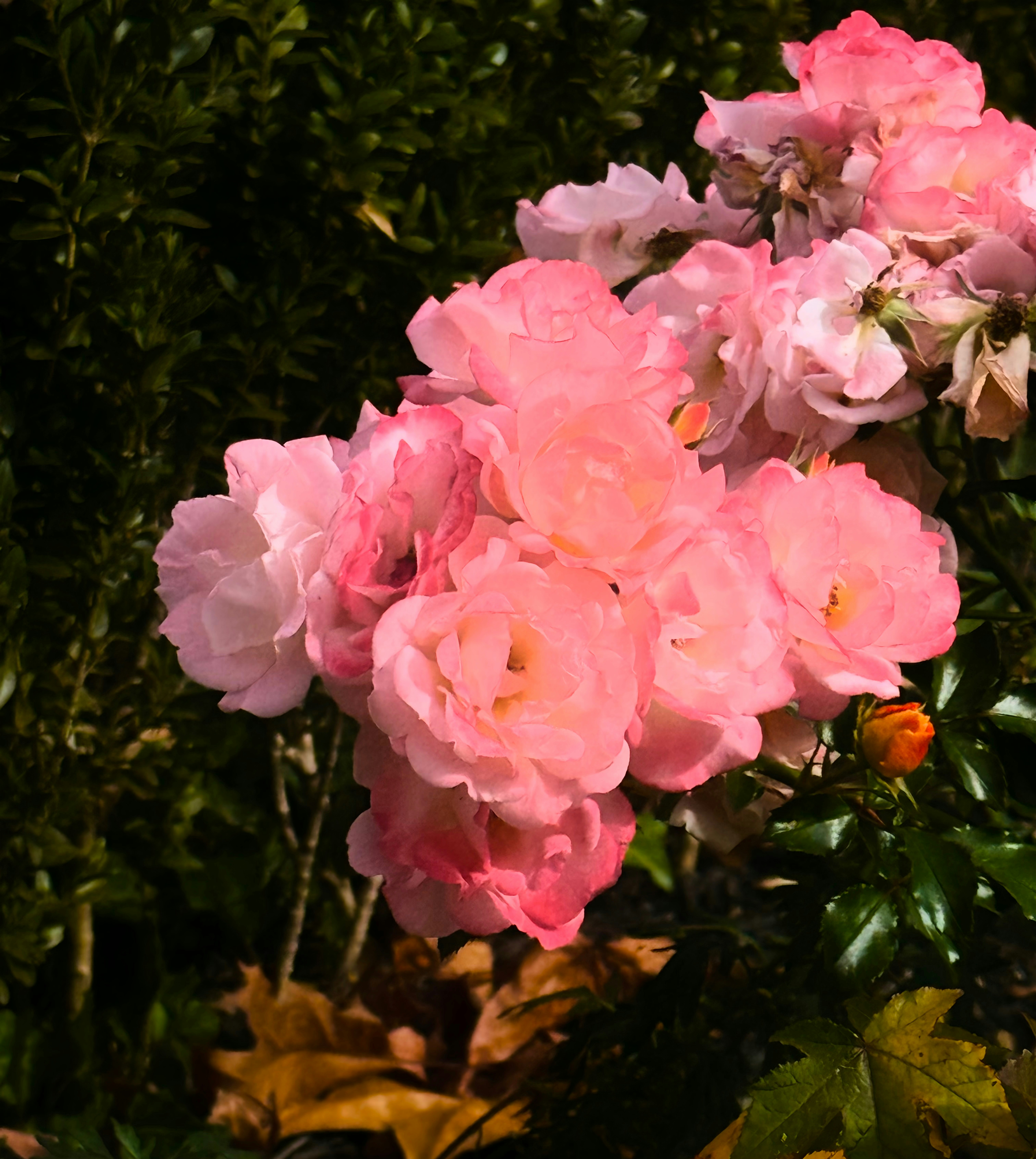 Close-up of a cluster of pink roses bathed in warm sunlight, with dark green hedges in the background.
