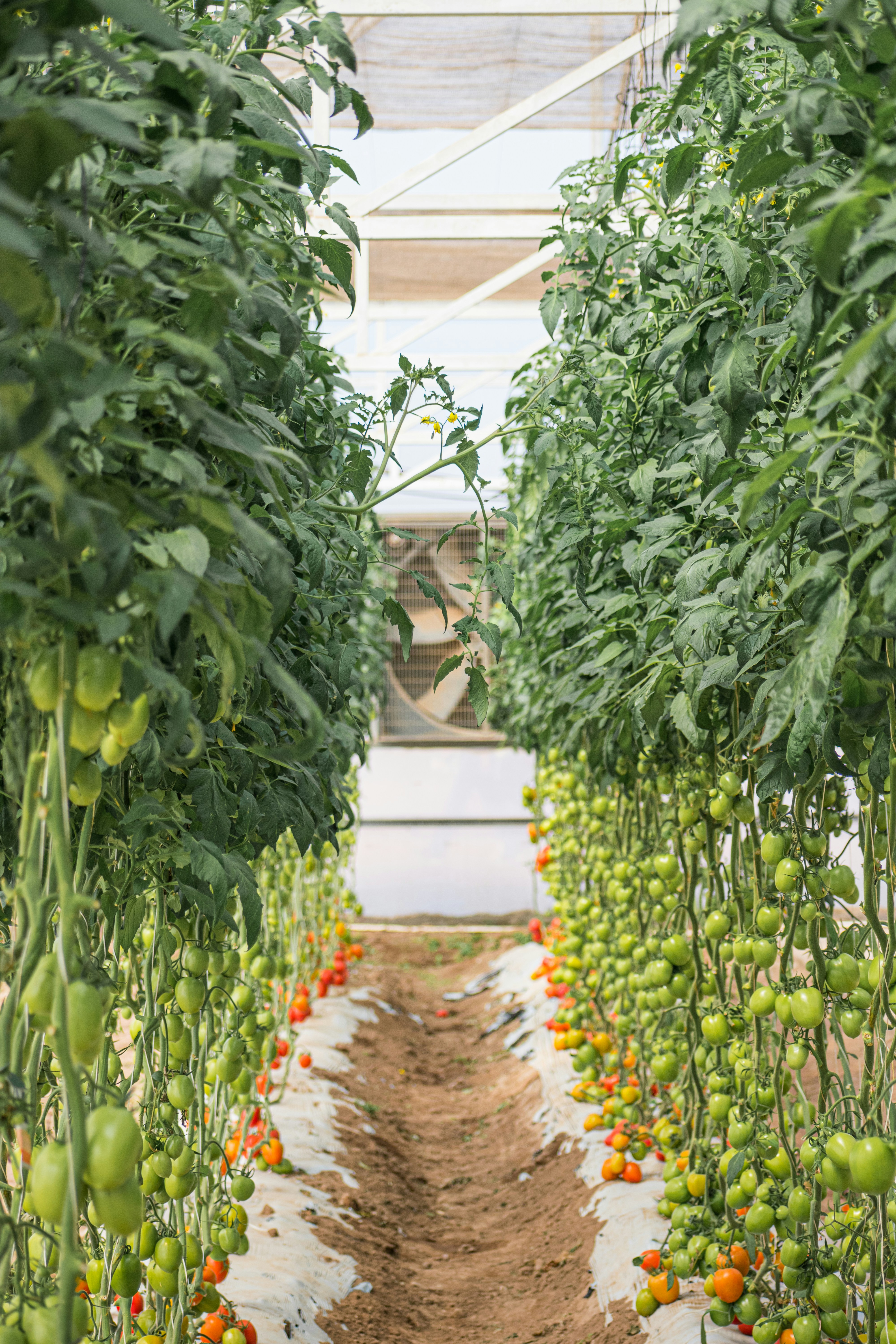 Greenhouse Tomato Alley: Rows of Ripening Fruit Framing a Sunlit Path