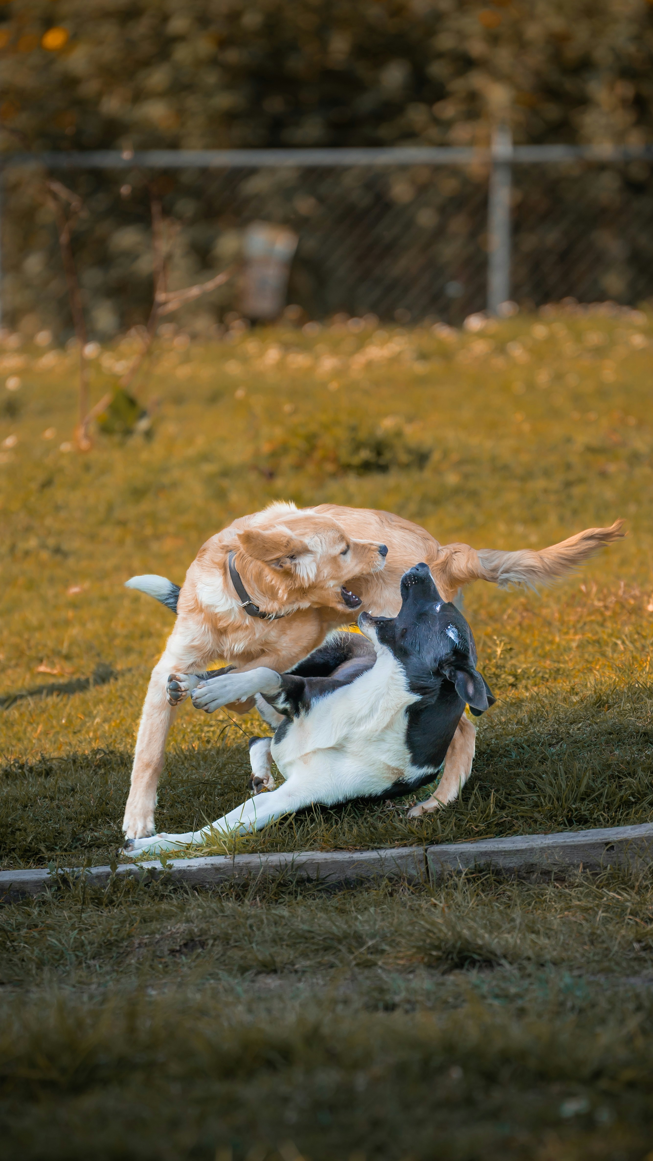 Two playful dogs engaging in a lively game on a grassy field, showcasing their energy and companionship.