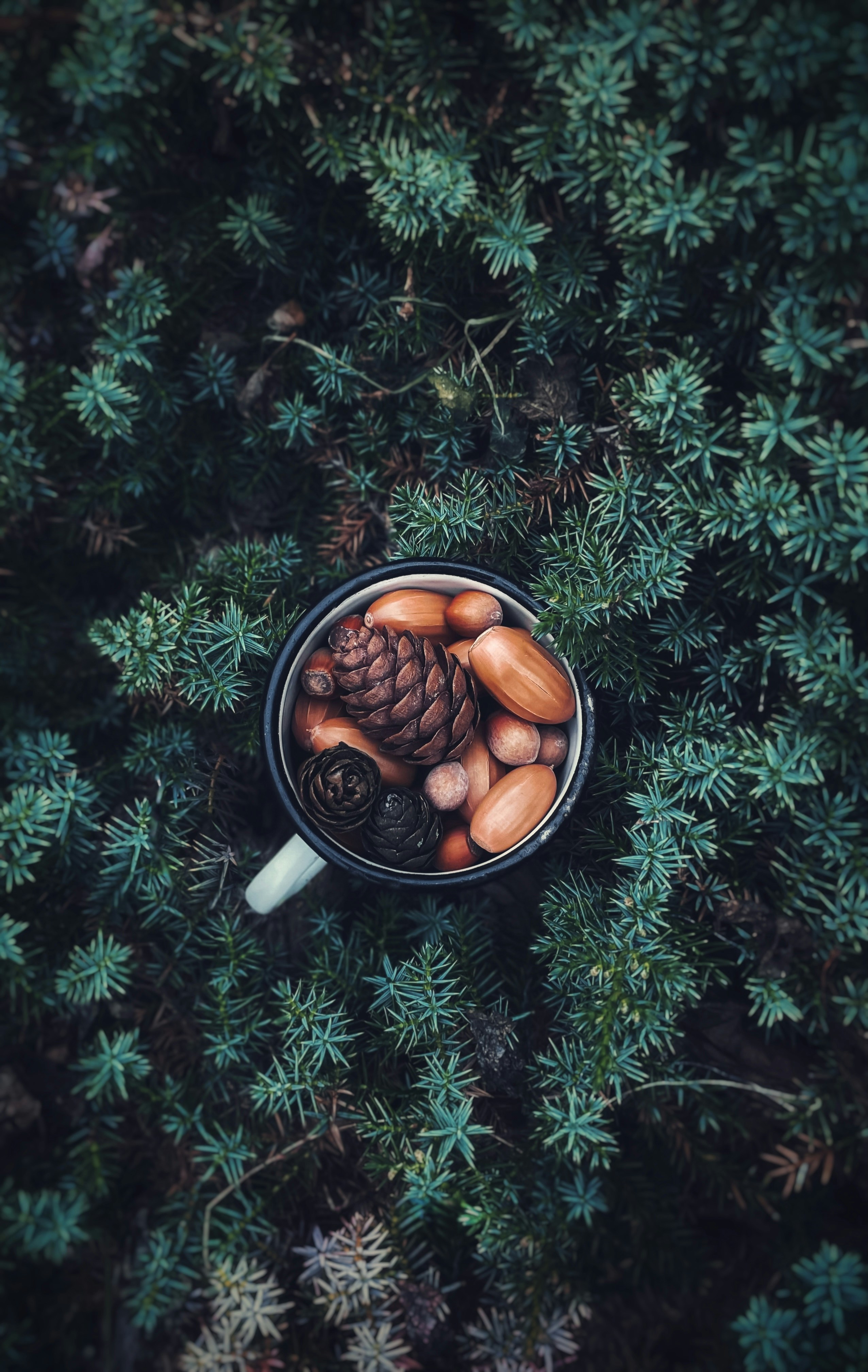 A cup filled with nuts and pine cones photo – Free Wallpaper Image on ...