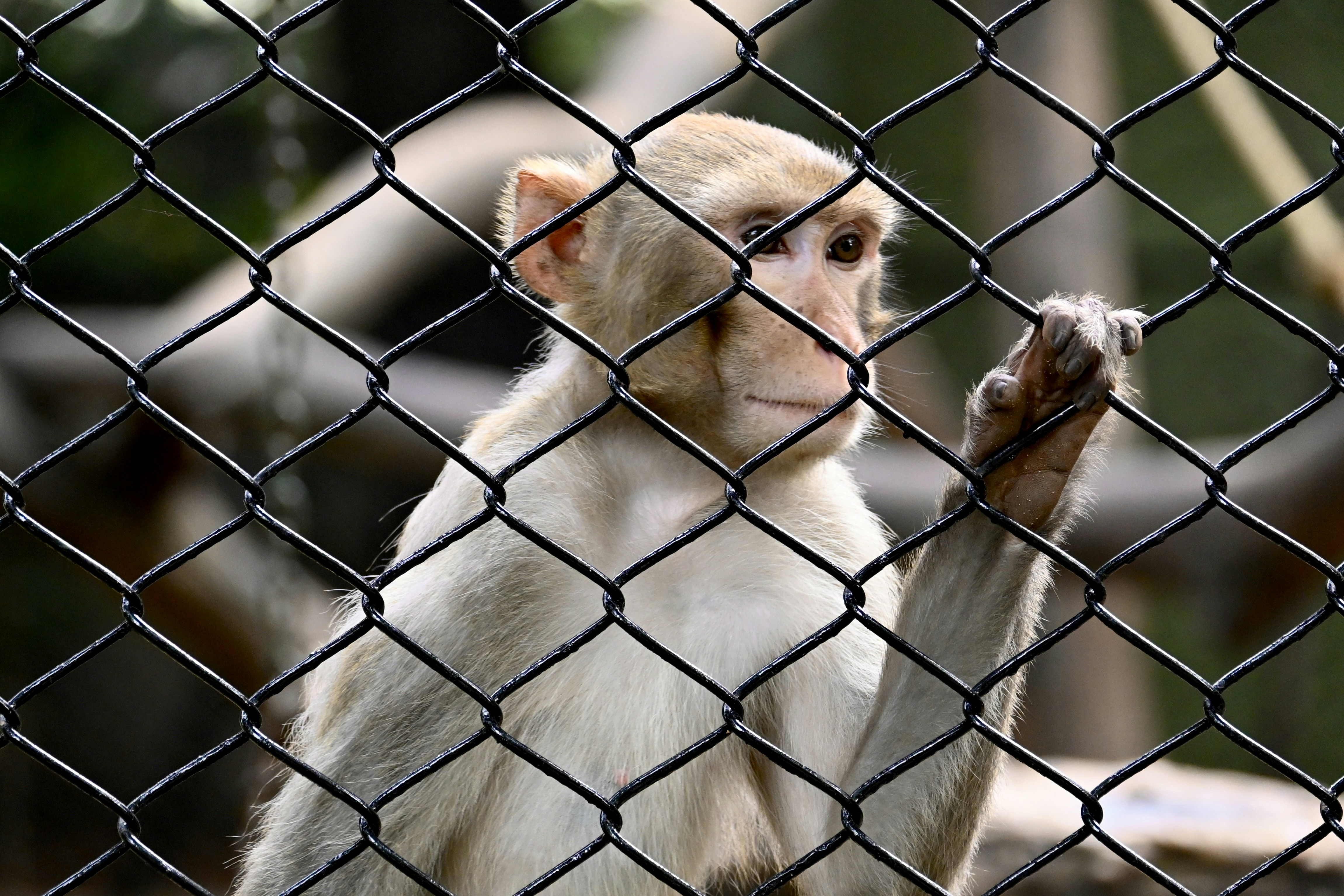 A small white monkey standing behind a chain link fence photo – Free ...