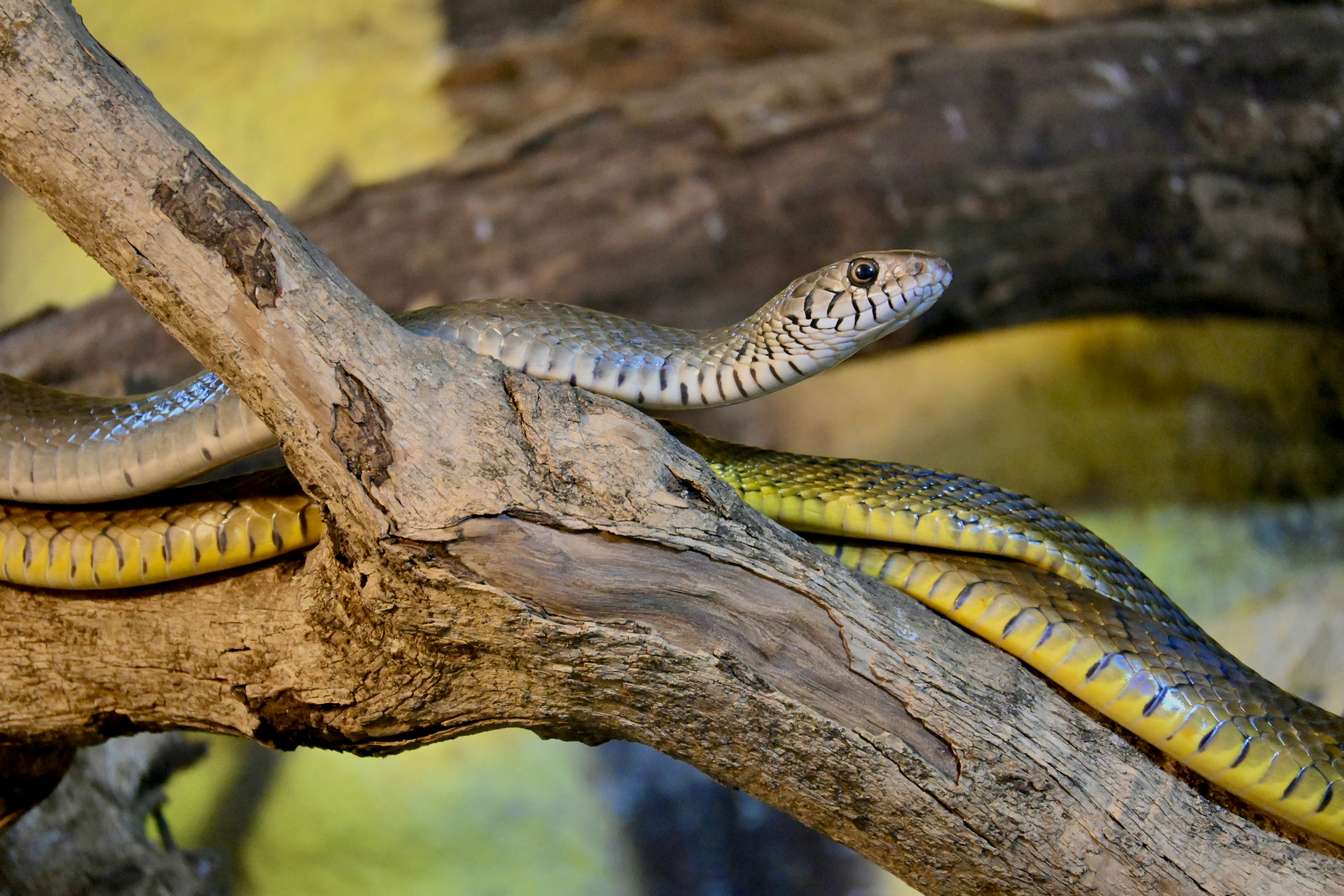 Snakes at Mysore Zoo.