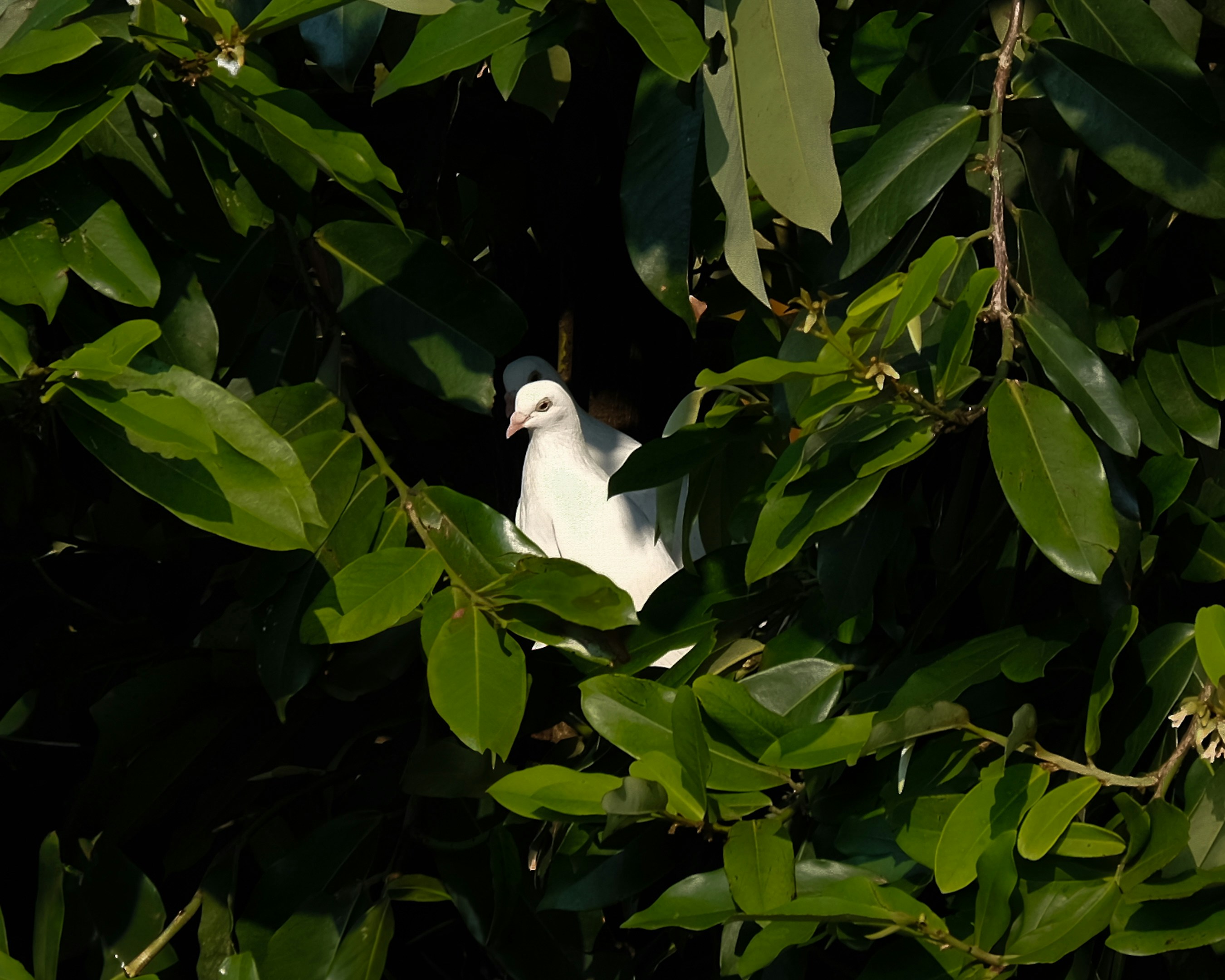 White beacon in a canopy of emerald leaves