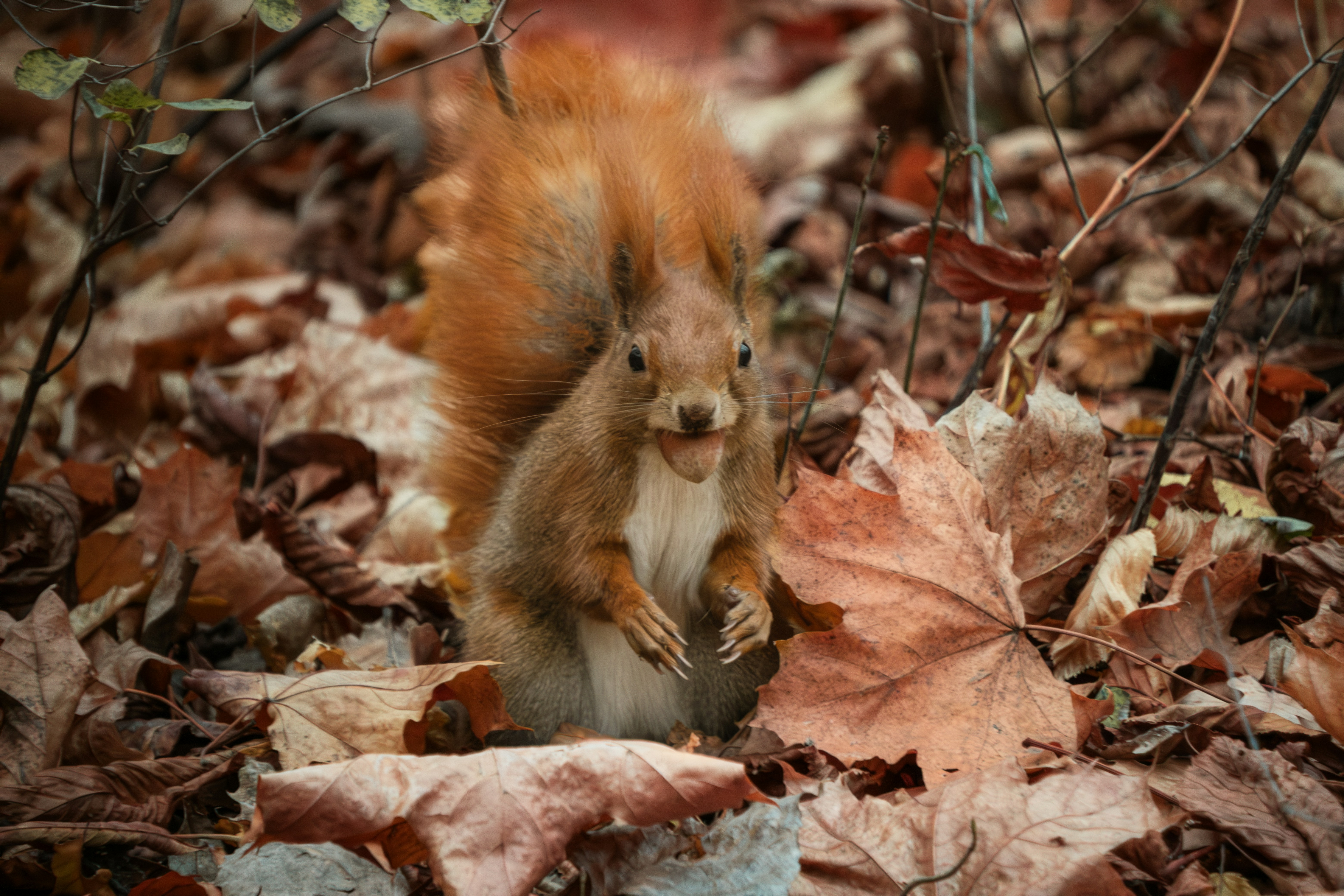 Leaf-Lined Forager: A Red Squirrel Pauses Amid Autumn Groundcover