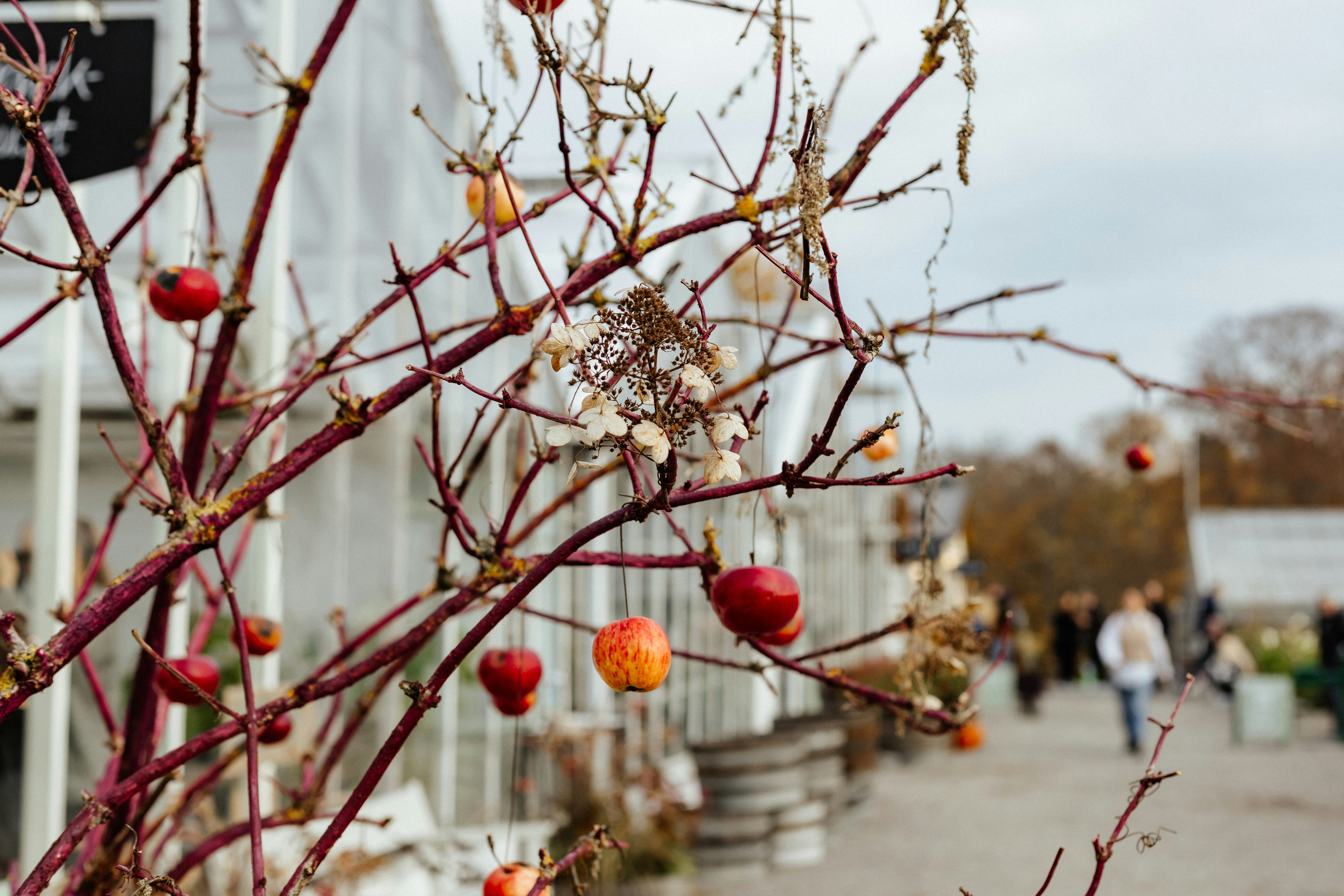 A tree with fruit hanging from it's branches photo – Free Rosendals ...