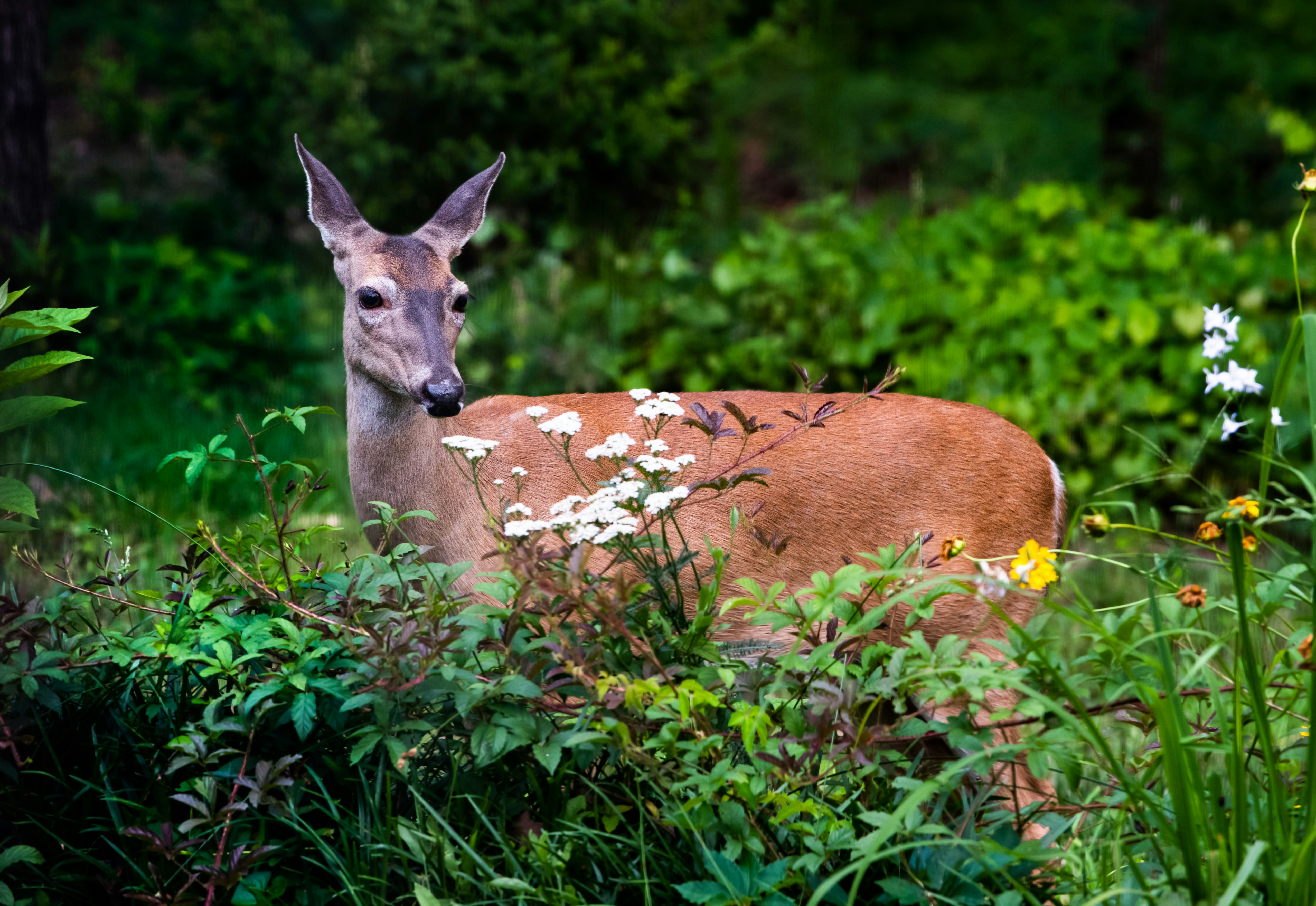 A white-tailed deer in the Alabama woods.