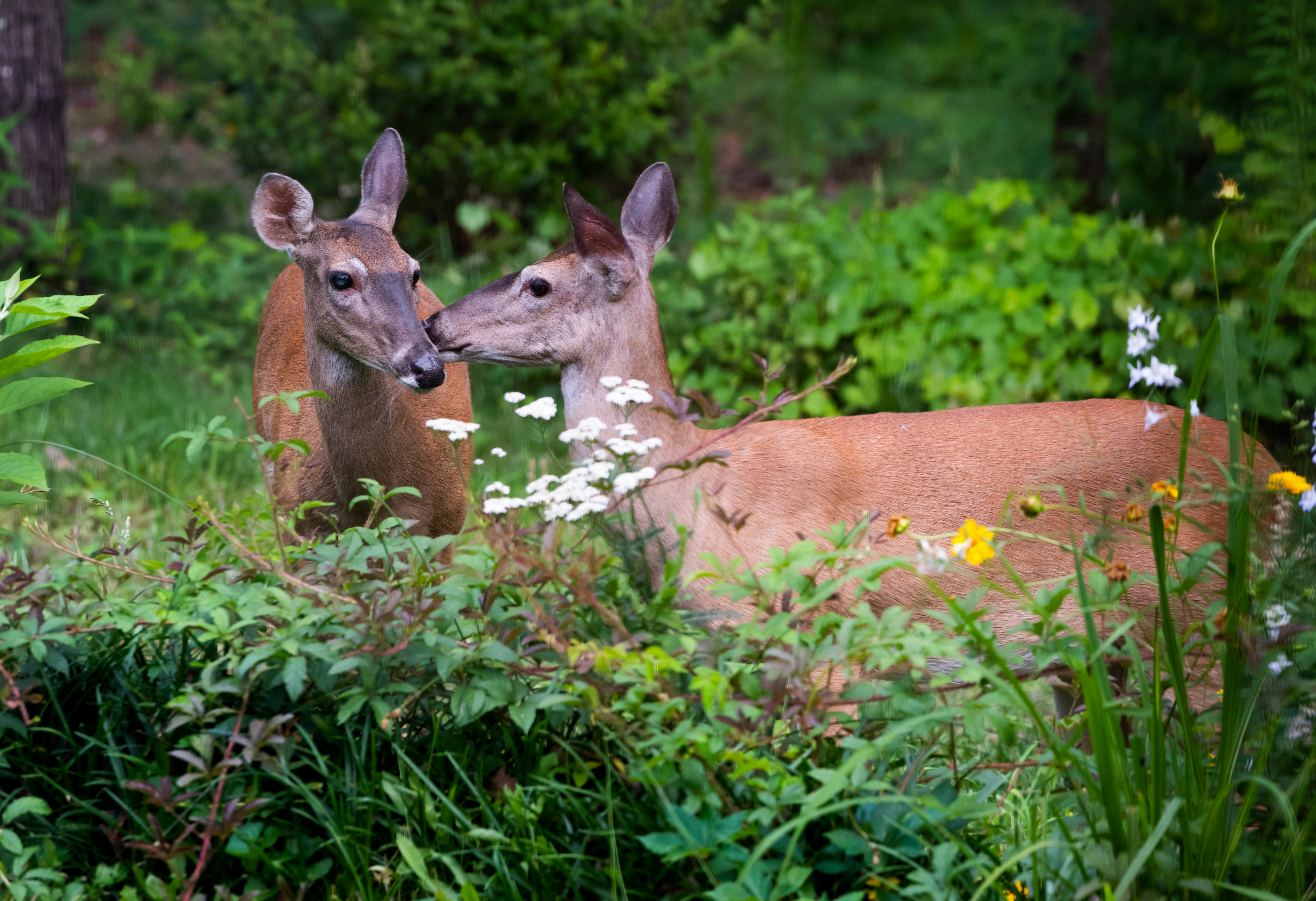 Nose-to-Nose at the Dappled Garden Edge: Two Deer Among Wildflowers