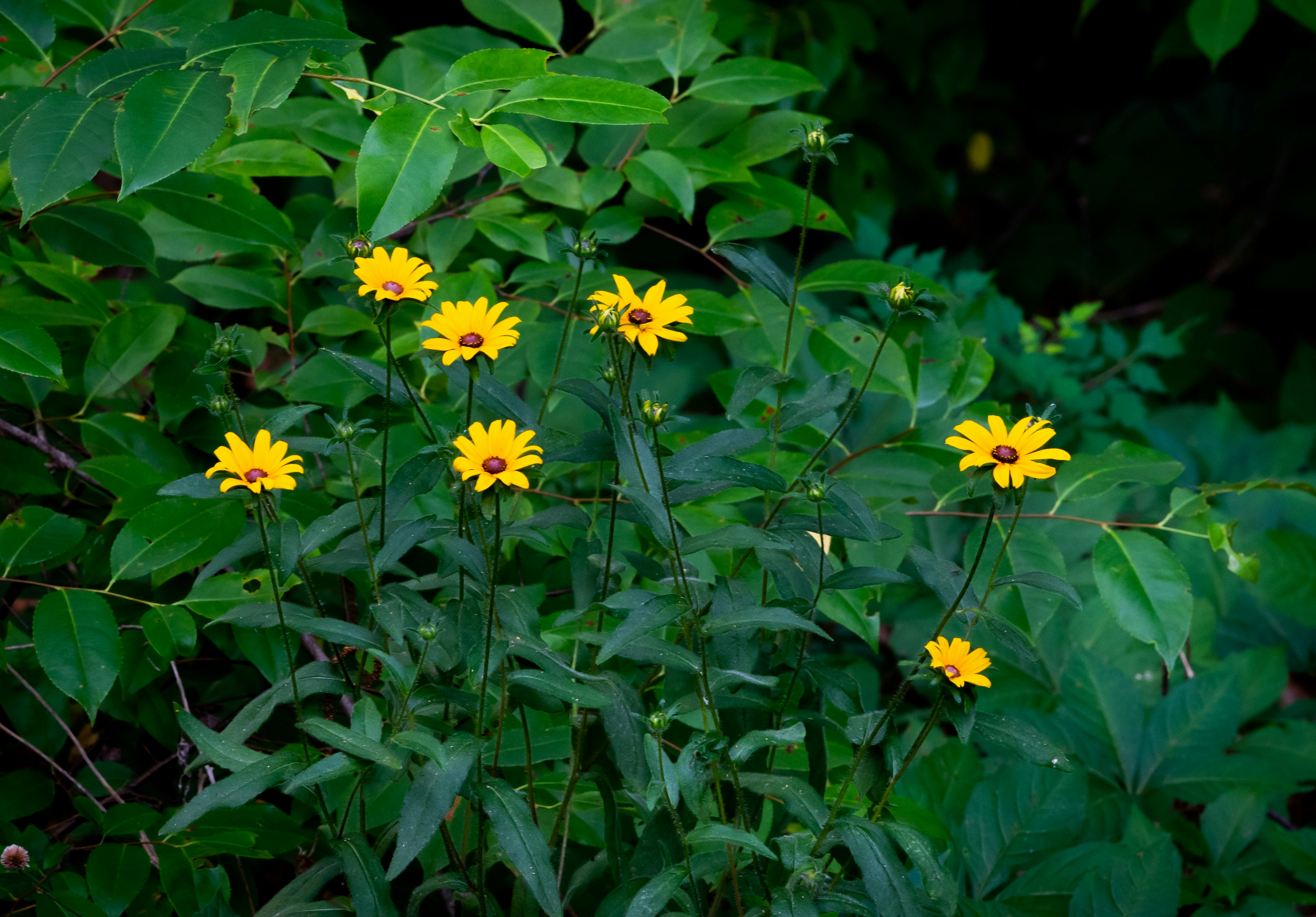 Foto Seikat bunga kuning di semak-semak – Gambar Bunga Gratis di Unsplash