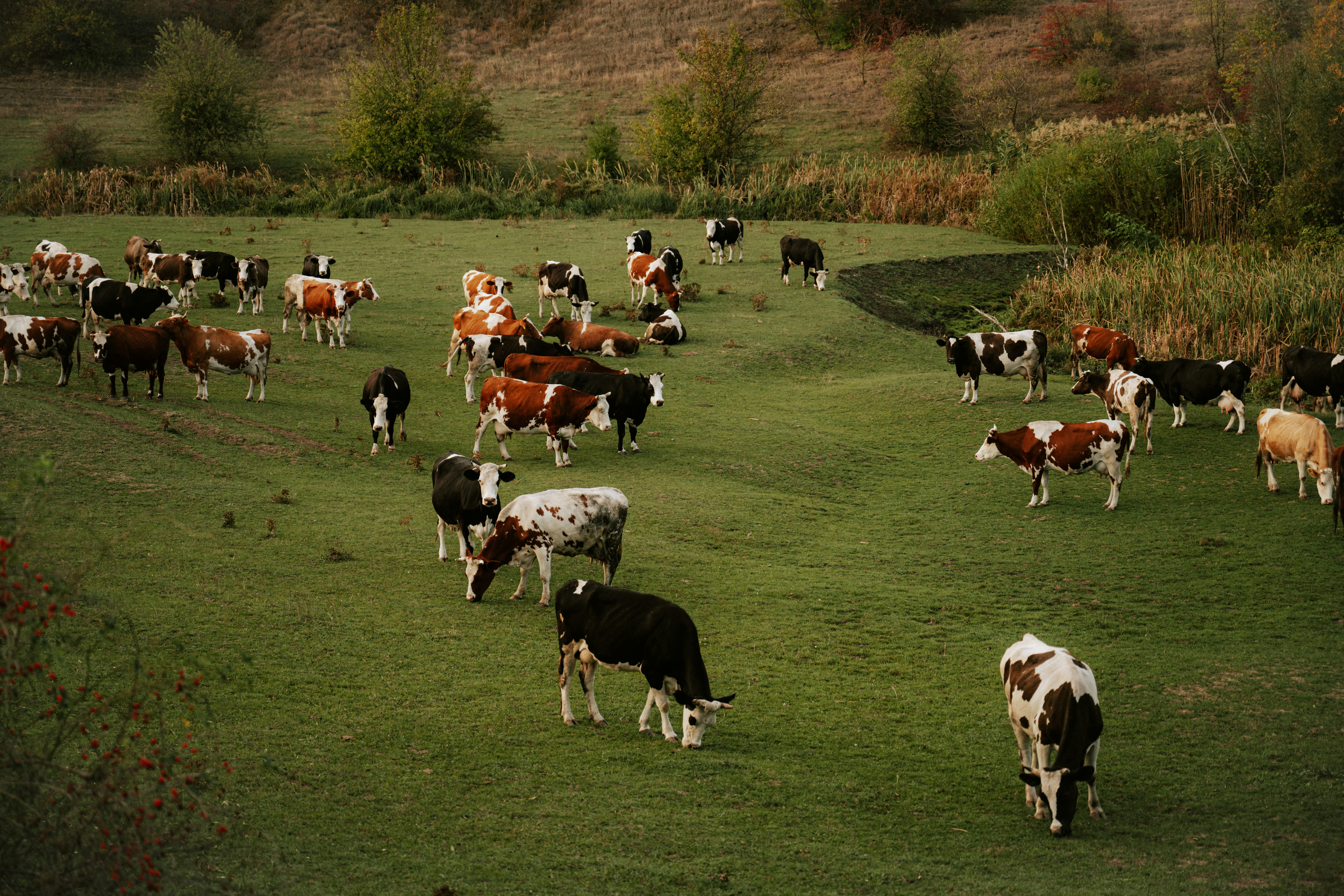 Herd Mosaic under Autumn Light Across a Quiet Green Hill