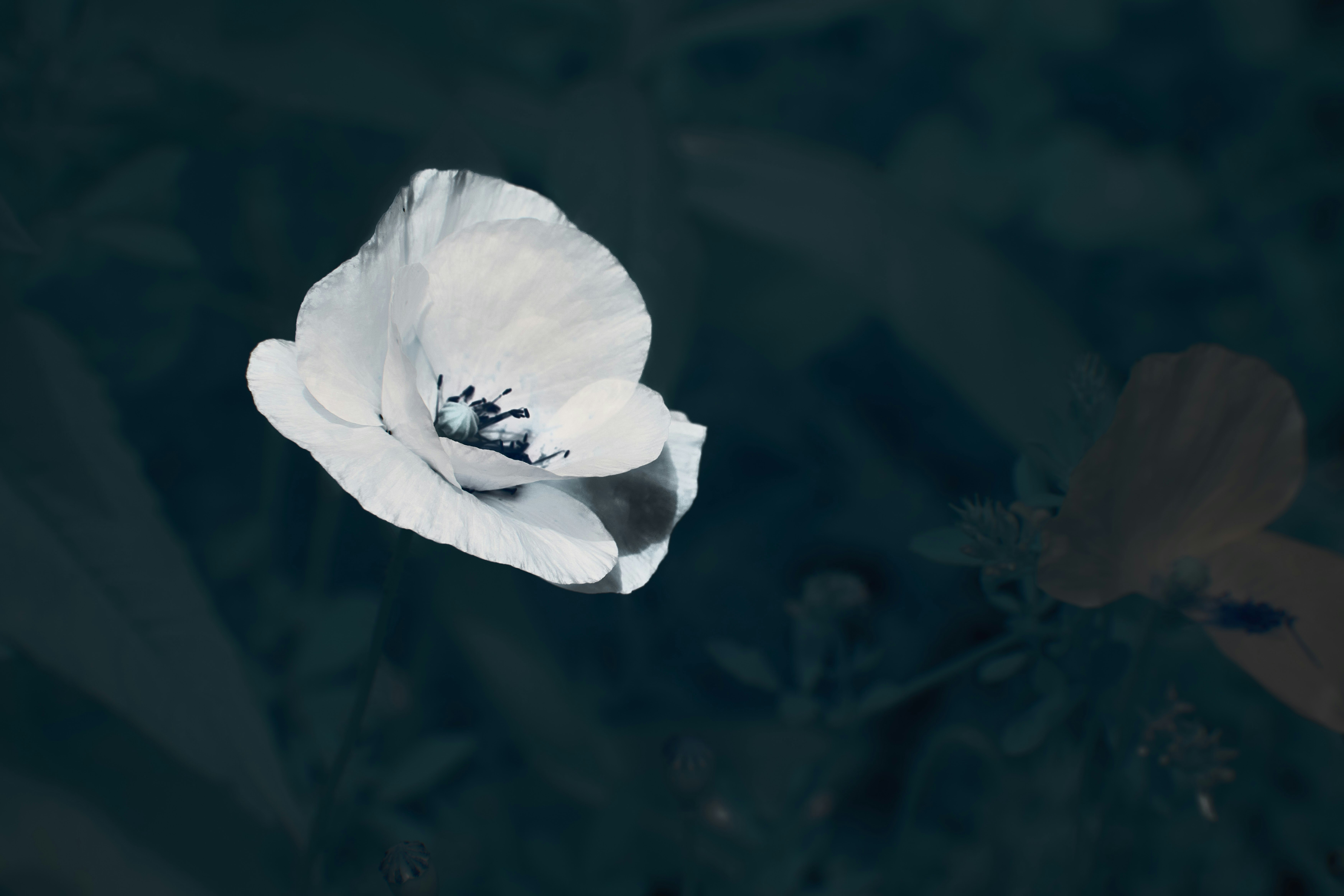 Photo by Wolfgang Hasselmann with Sony Alpha 7 IV