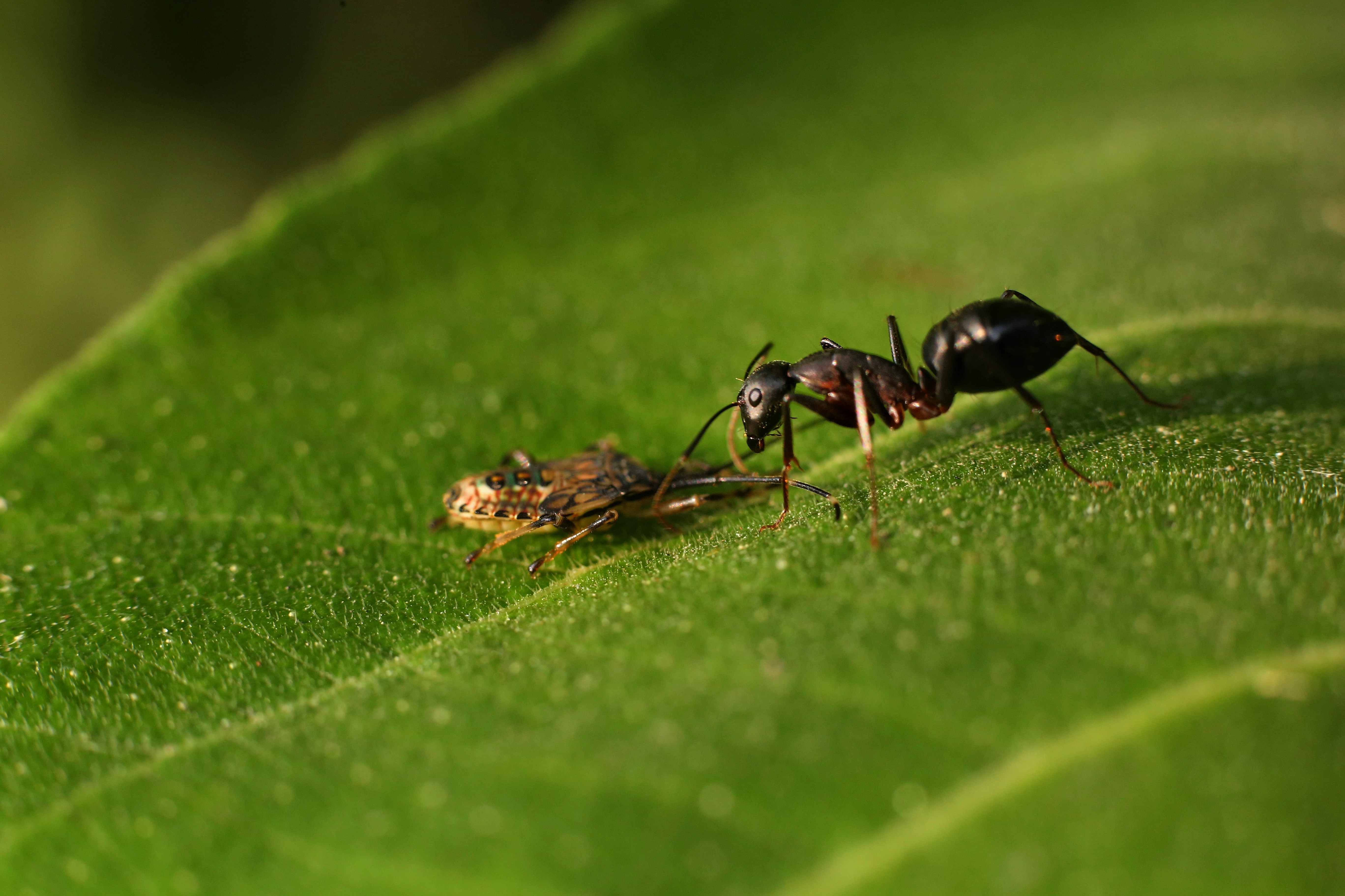A close up of two bugs on a green leaf photo – Free Insect Image on ...
