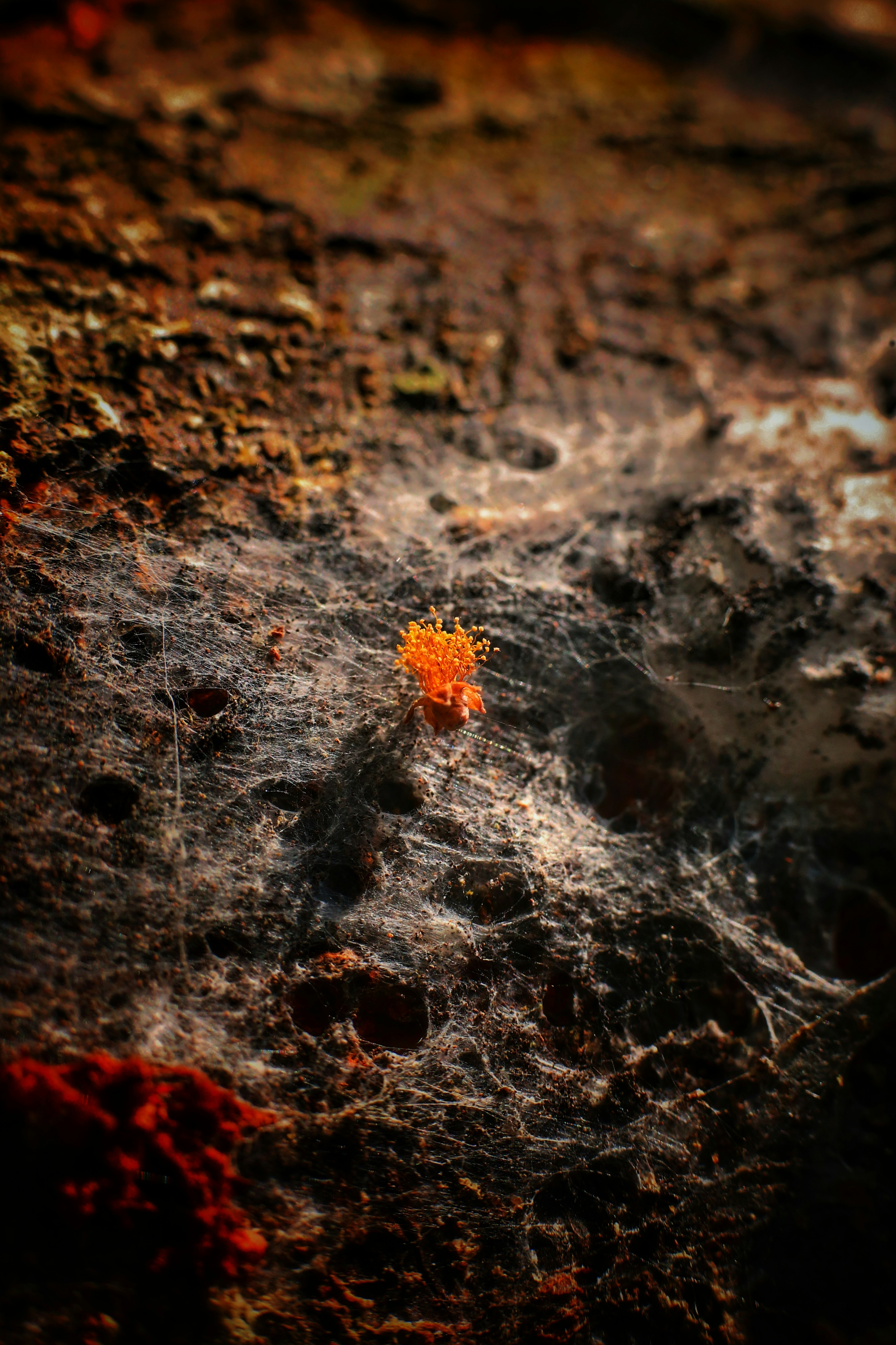 Amber Microflora on a Cobwebbed Rock