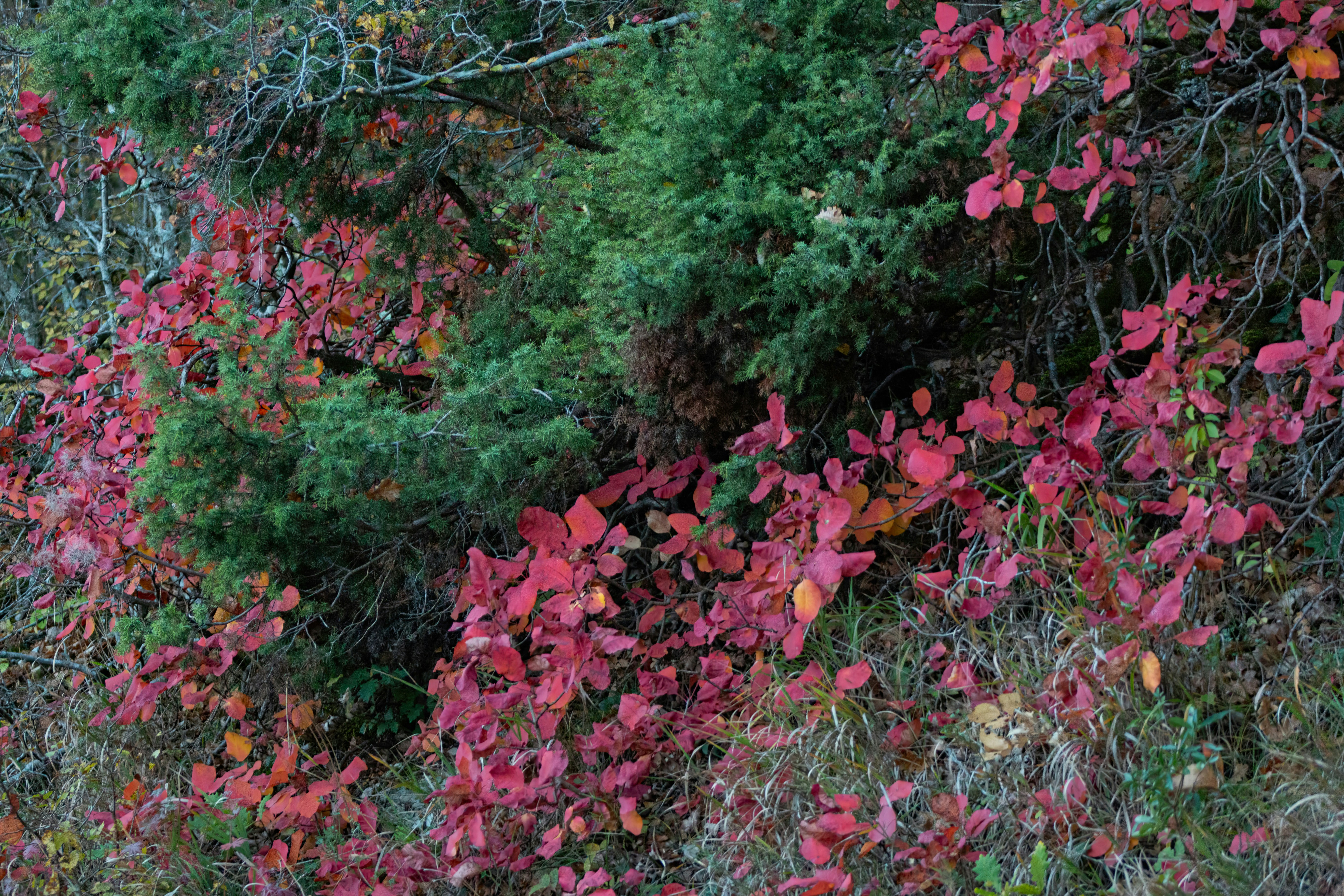Crimson Vines Framing a Quiet Green Understory