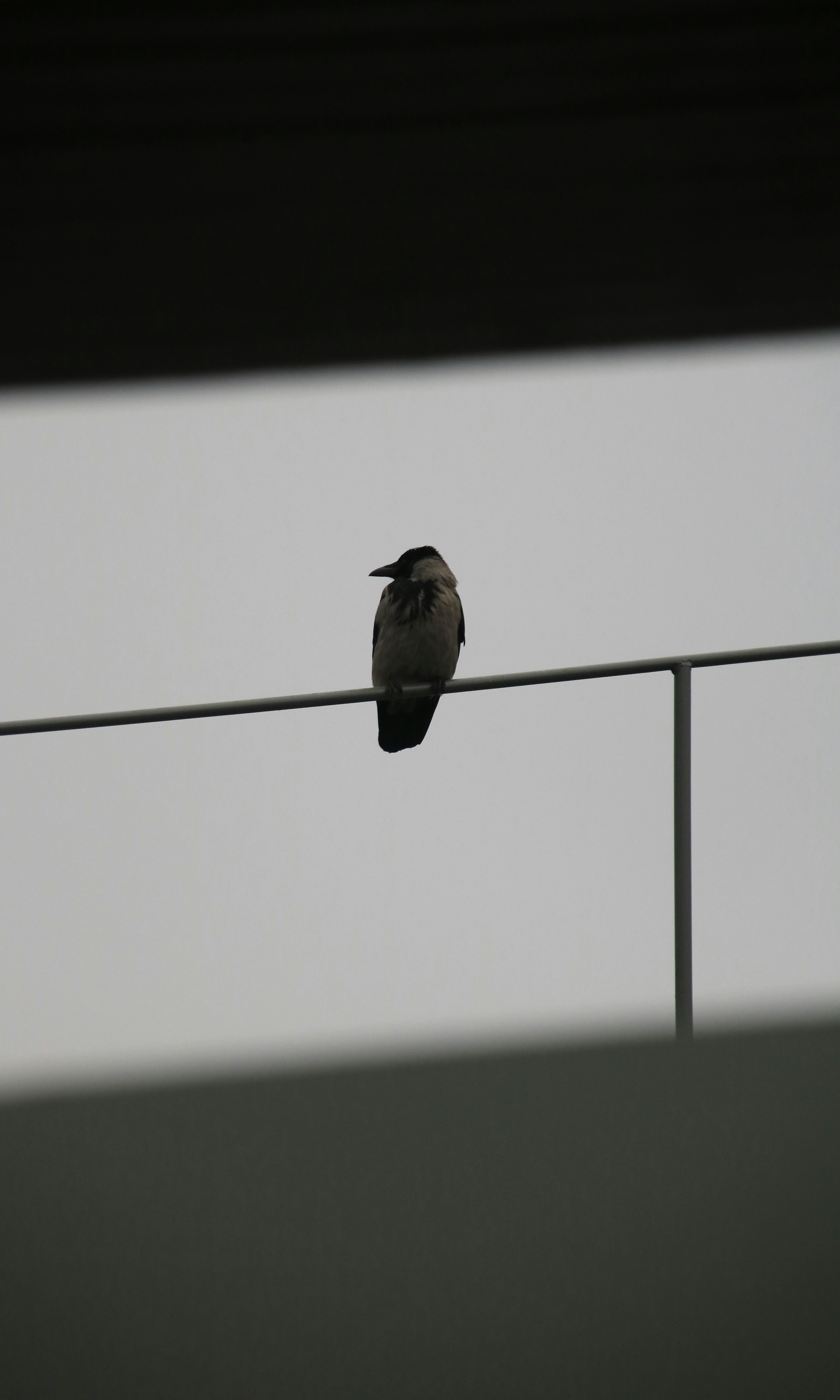Lone Avian Sentinel on a Wire: A Quiet Moment Amid Urban Lines