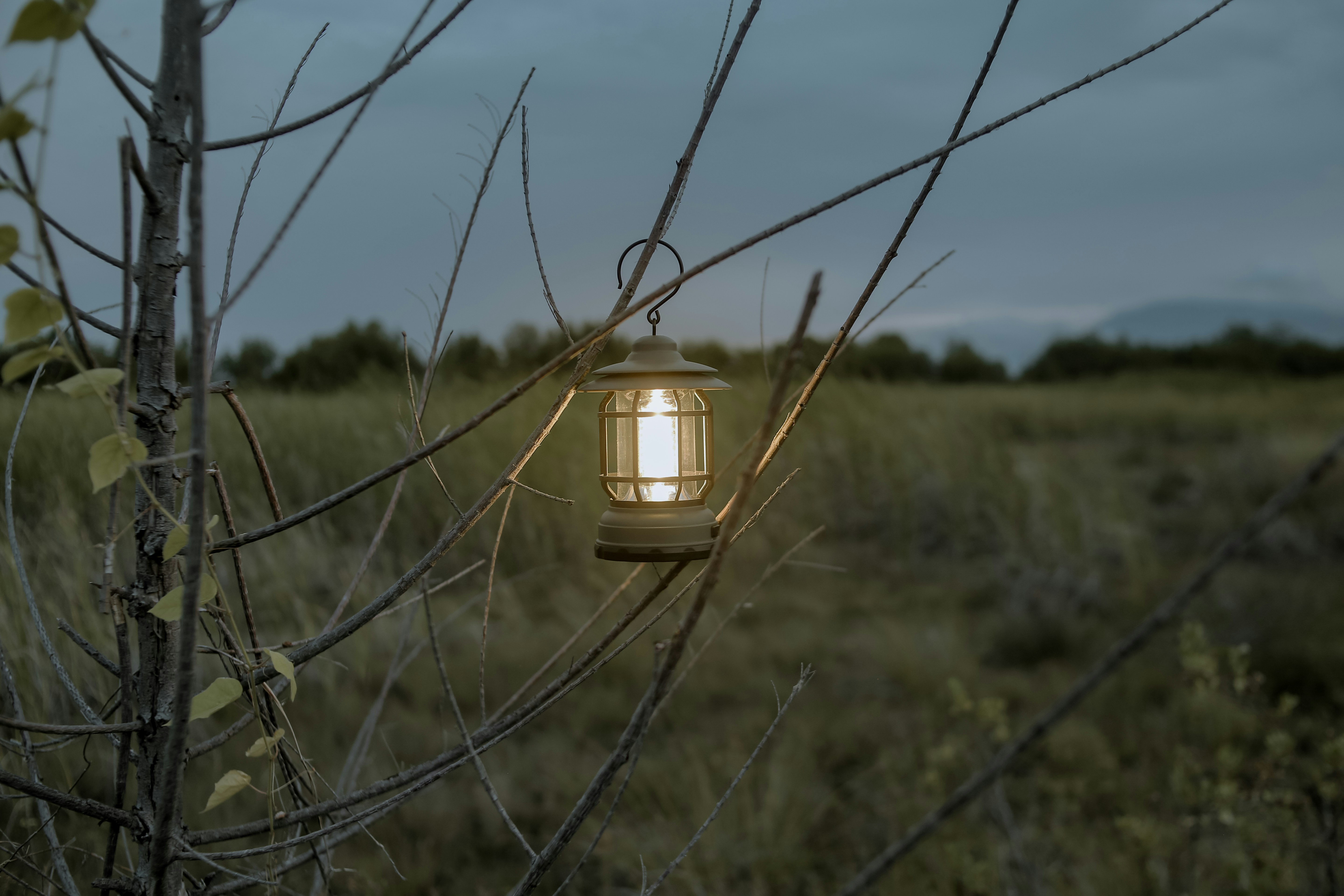 Dusk Lantern Among Bare Branches: A Quiet Beacon in the Field
