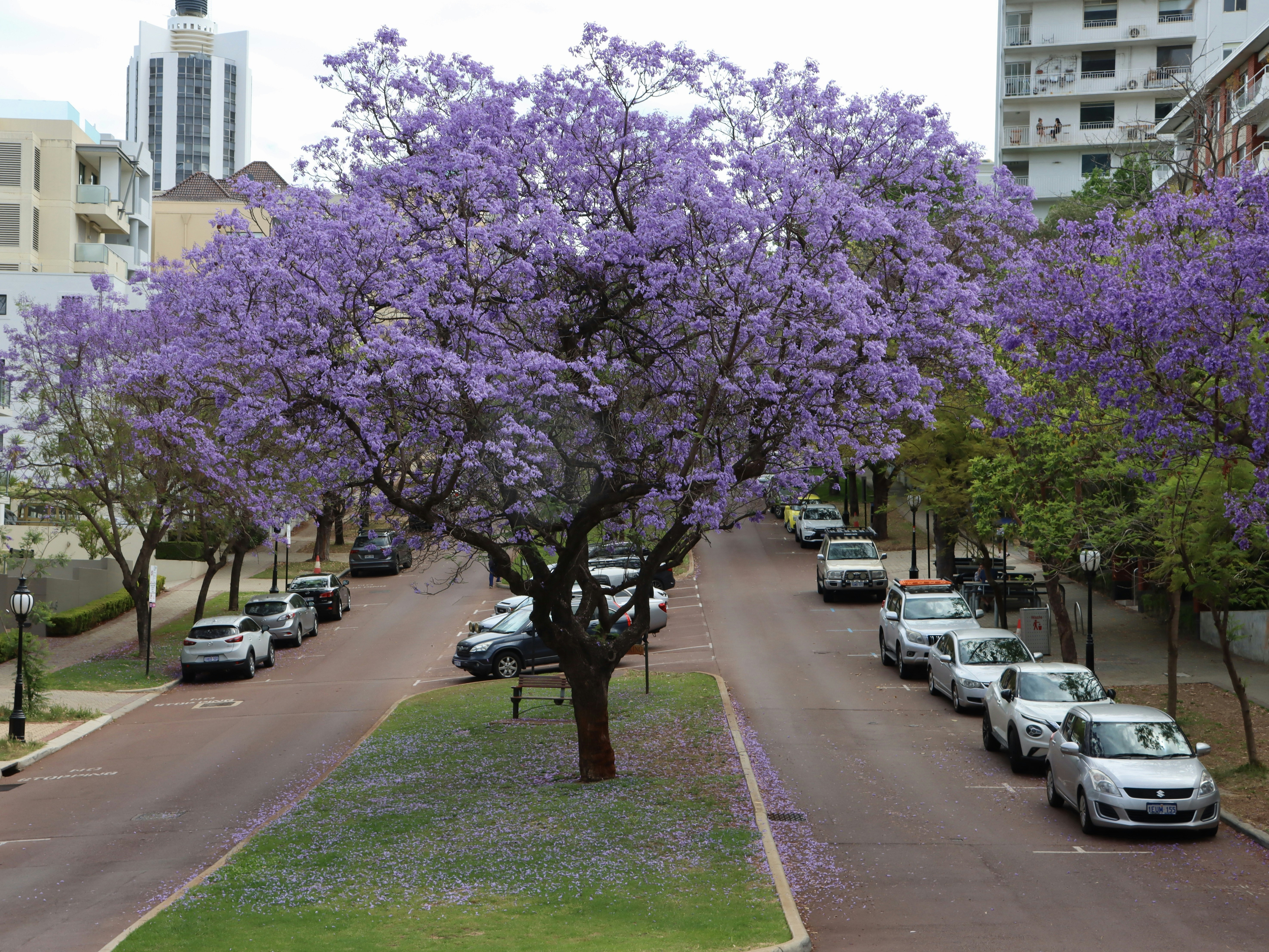 Jacaranda Boulevard in Bloom: Violet Canopy Over a City Street