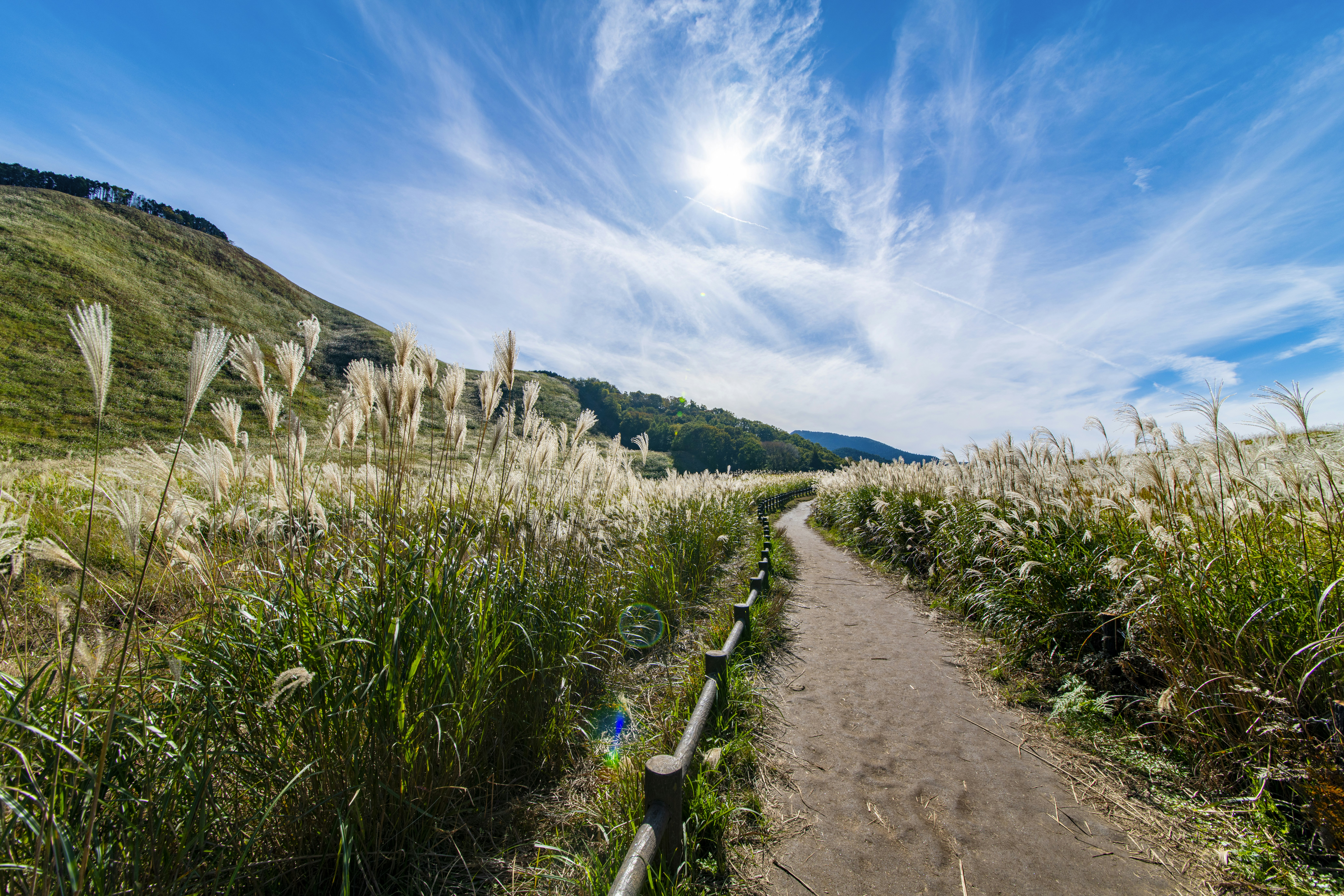 Sunlit Pampas Trail: A Winding Path Through Tall Reeds Under a Brilliant Sky