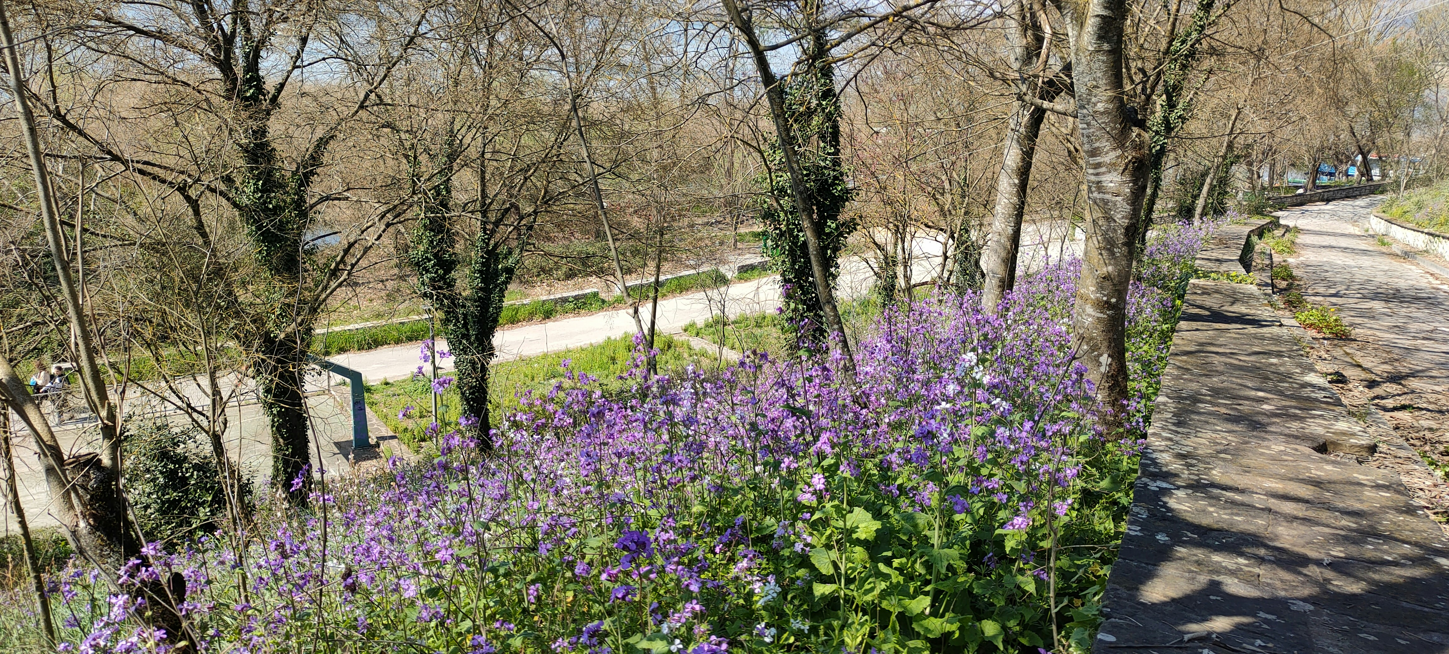 Lavender Pathway Amidst Spring Trees