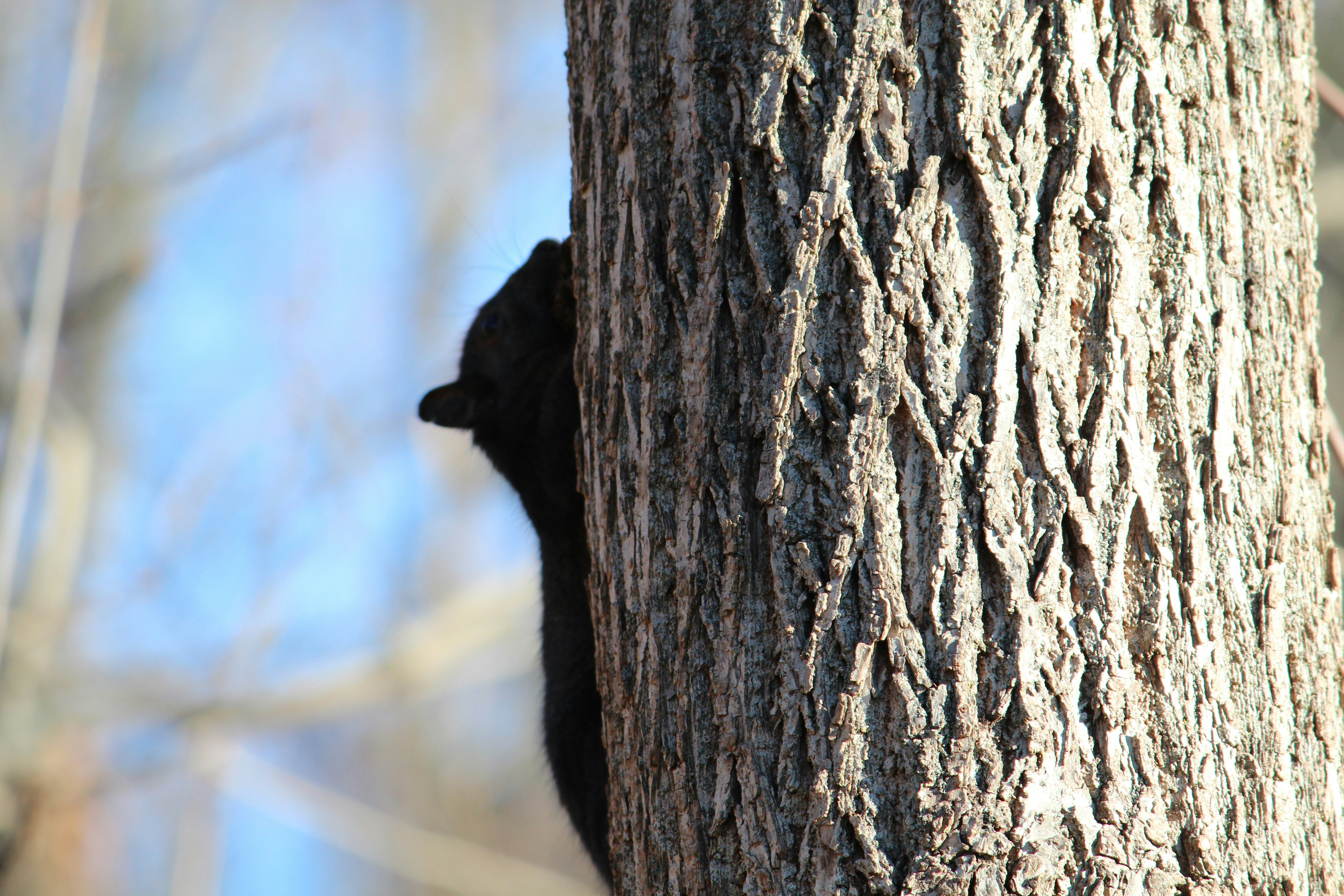 Shadowed Bear at the Tree's Edge