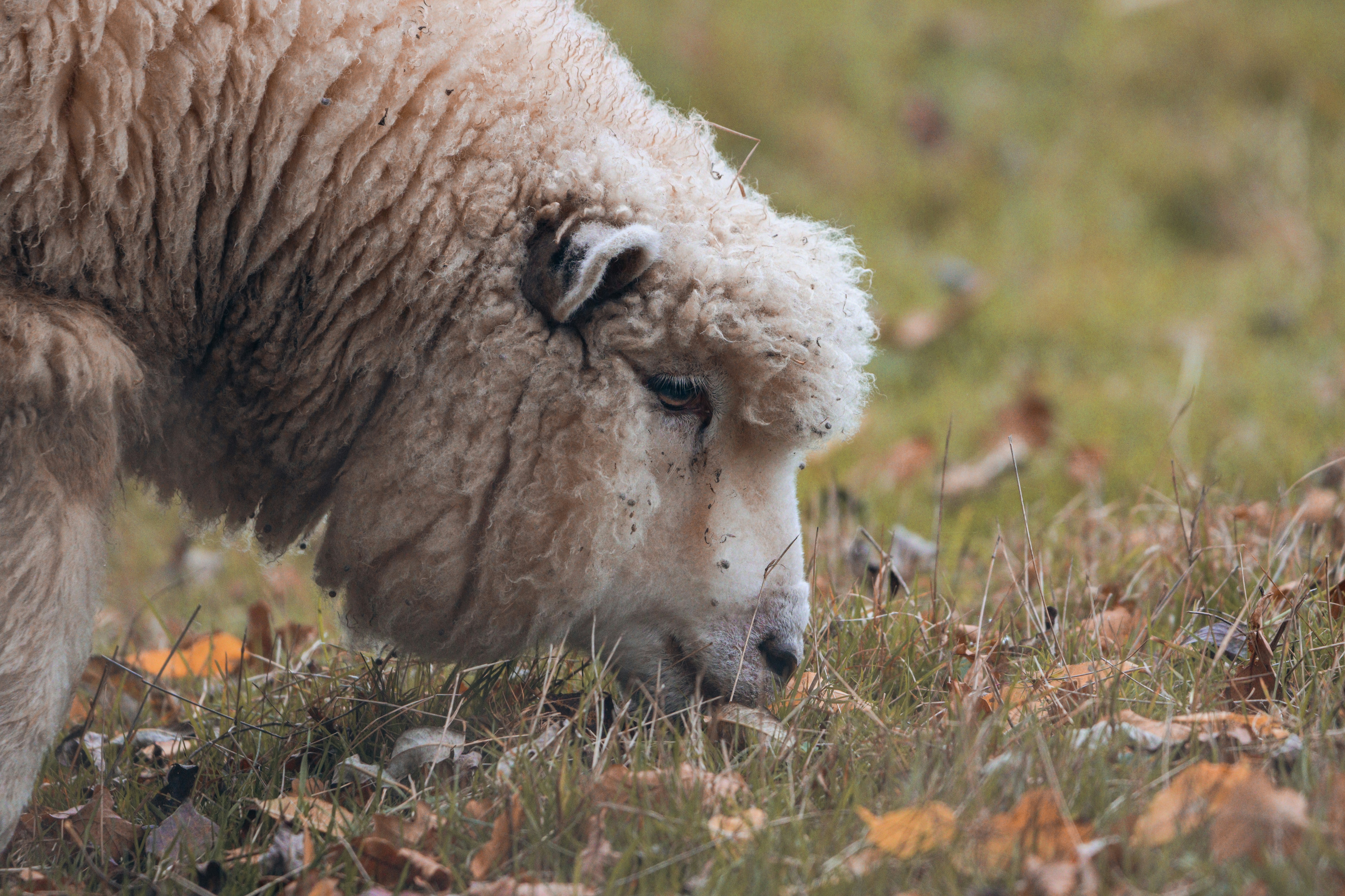 A Quiet Forage: Close-Contact with a Woolly Gaze