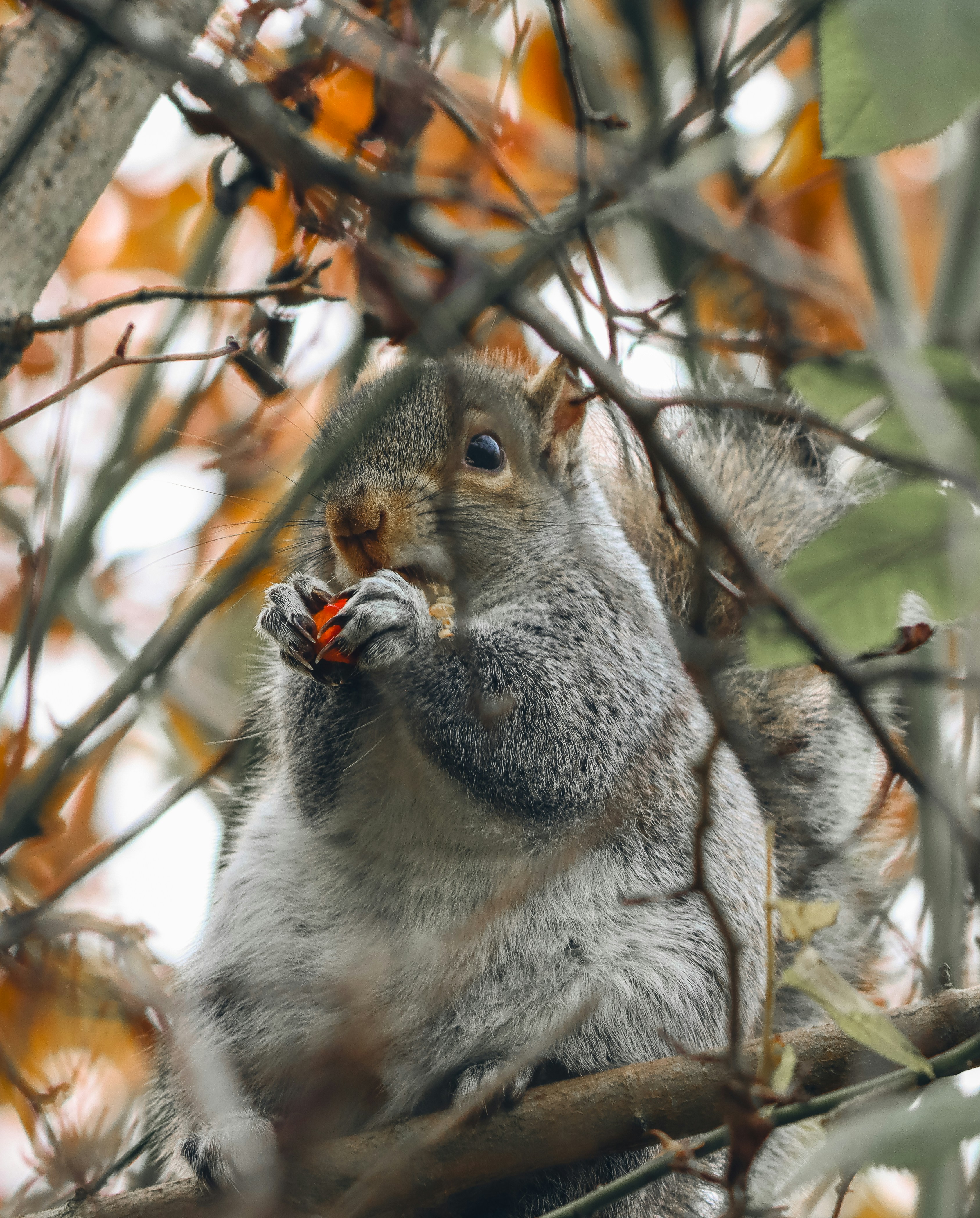 Nut-Snack in the Tangle: A Squirrel's Autumn Pause