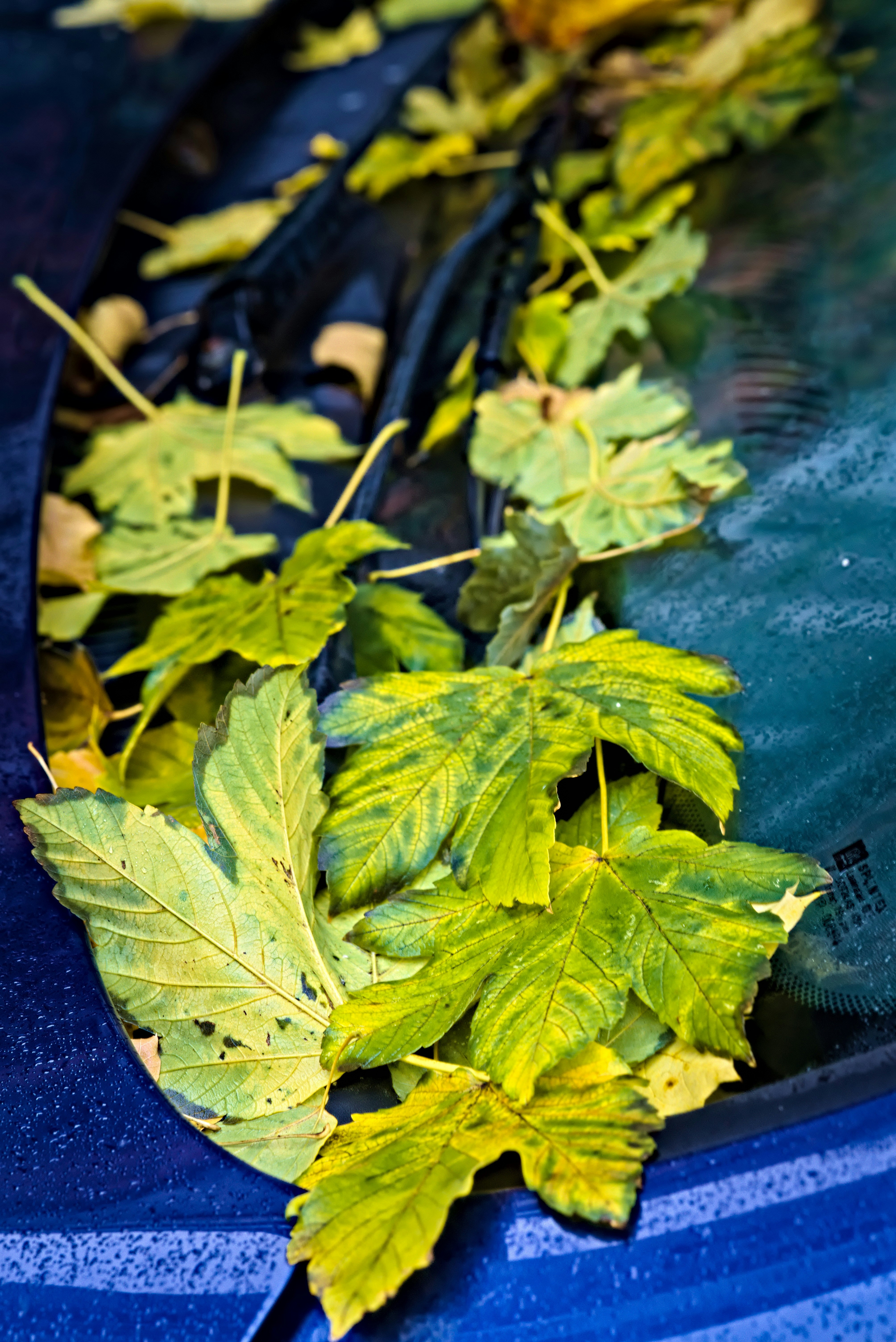 Autumn Leaf Cascade on a Wet Blue Car Hood