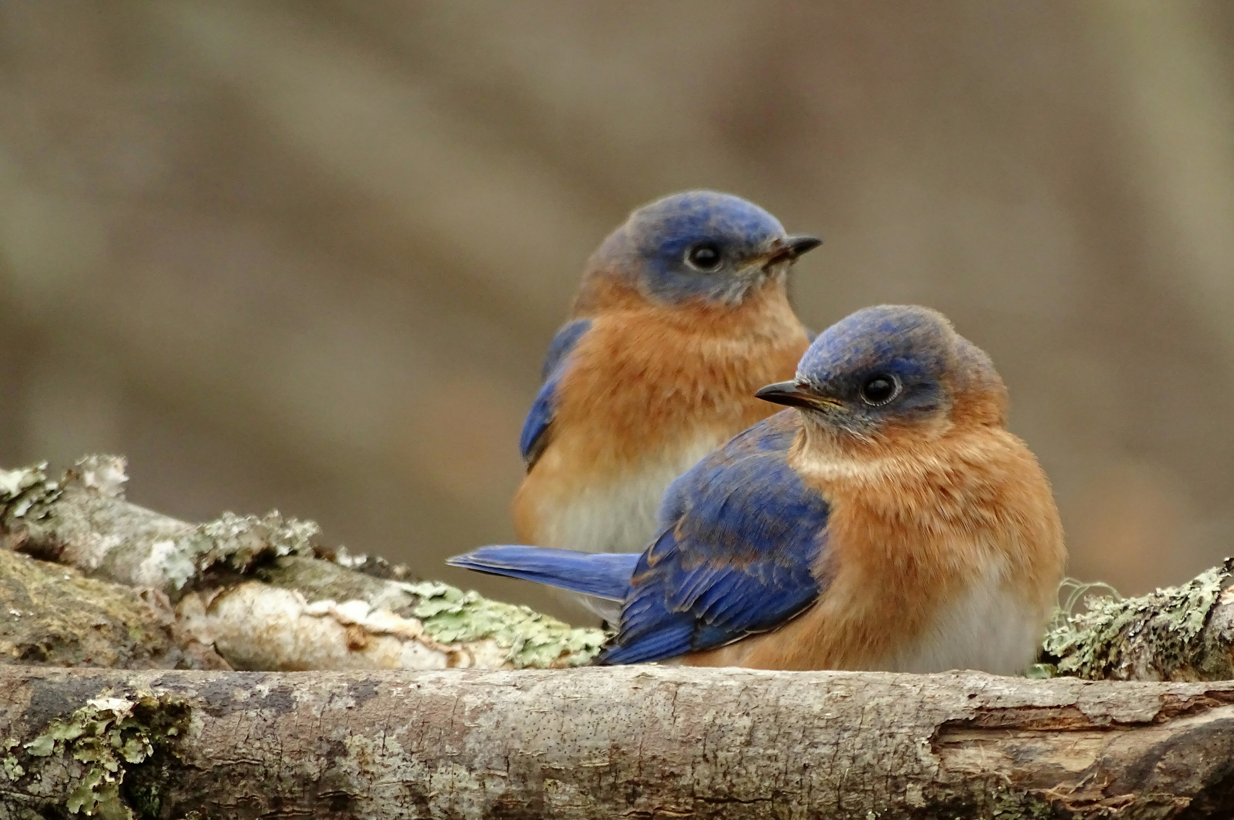 A couple of birds sitting on top of a tree branch photo – Free Wildlife ...