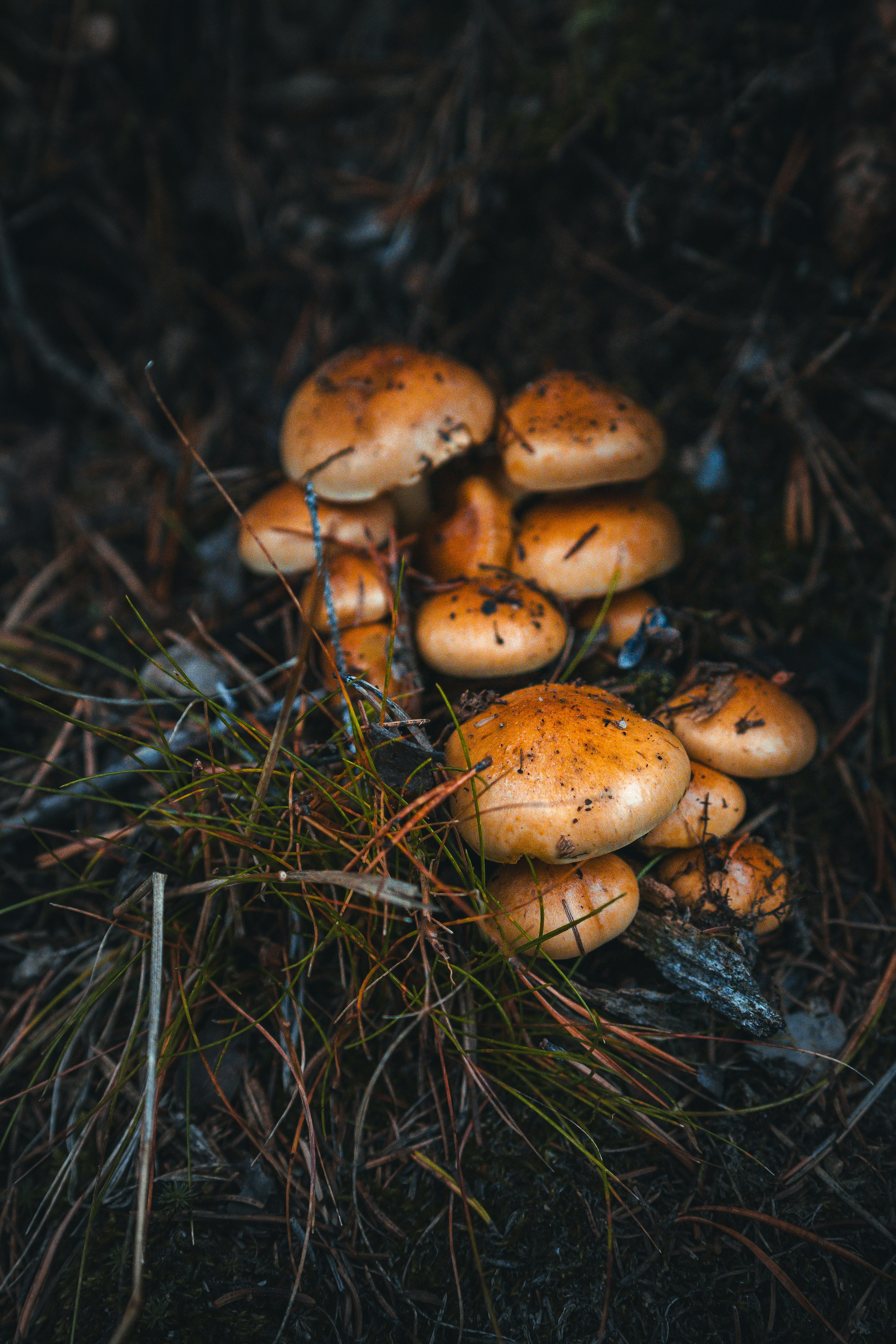 Amber-Capped Cluster Nestled in Damp Pine Needle Understory