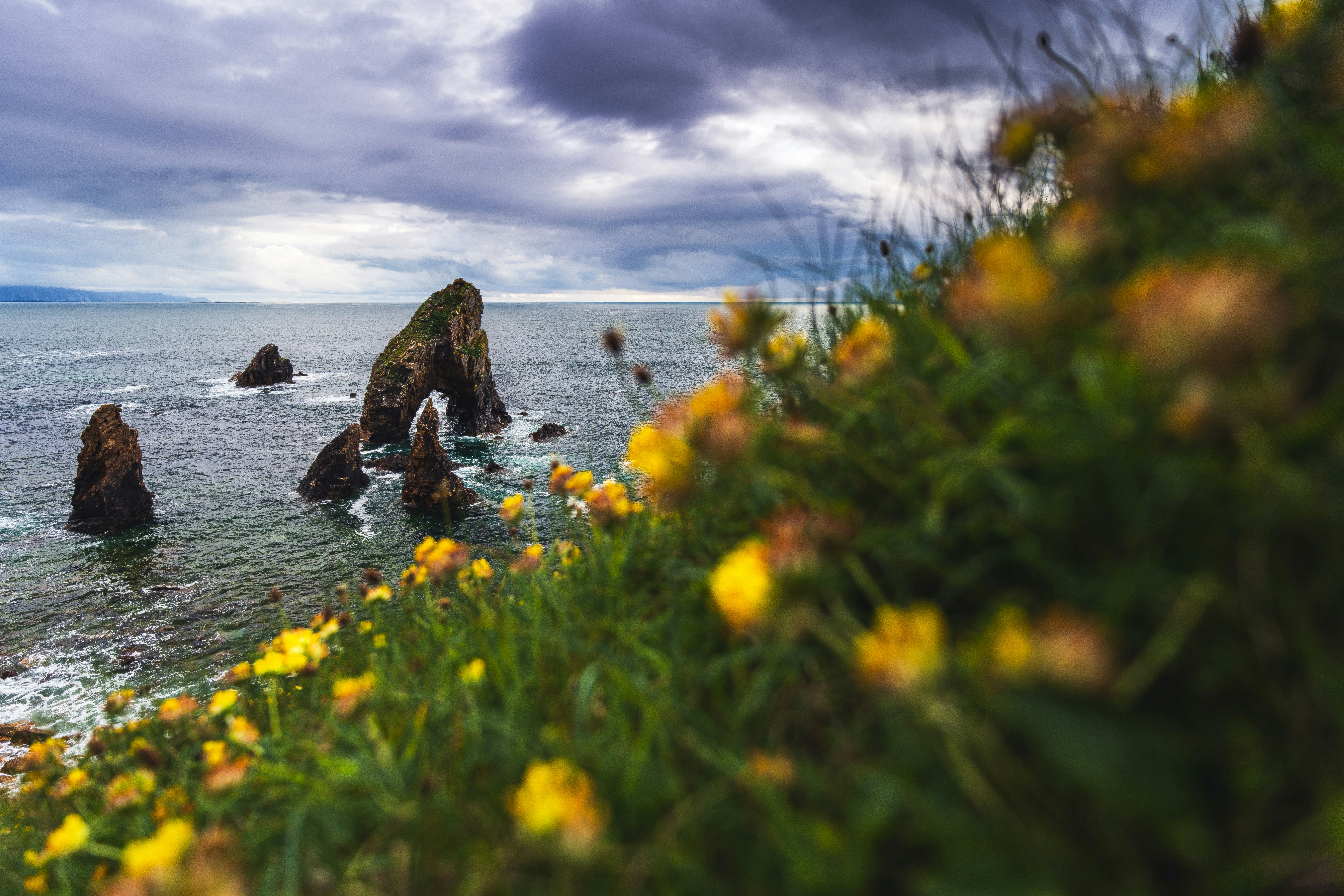 A view of the ocean with yellow flowers in the foreground
