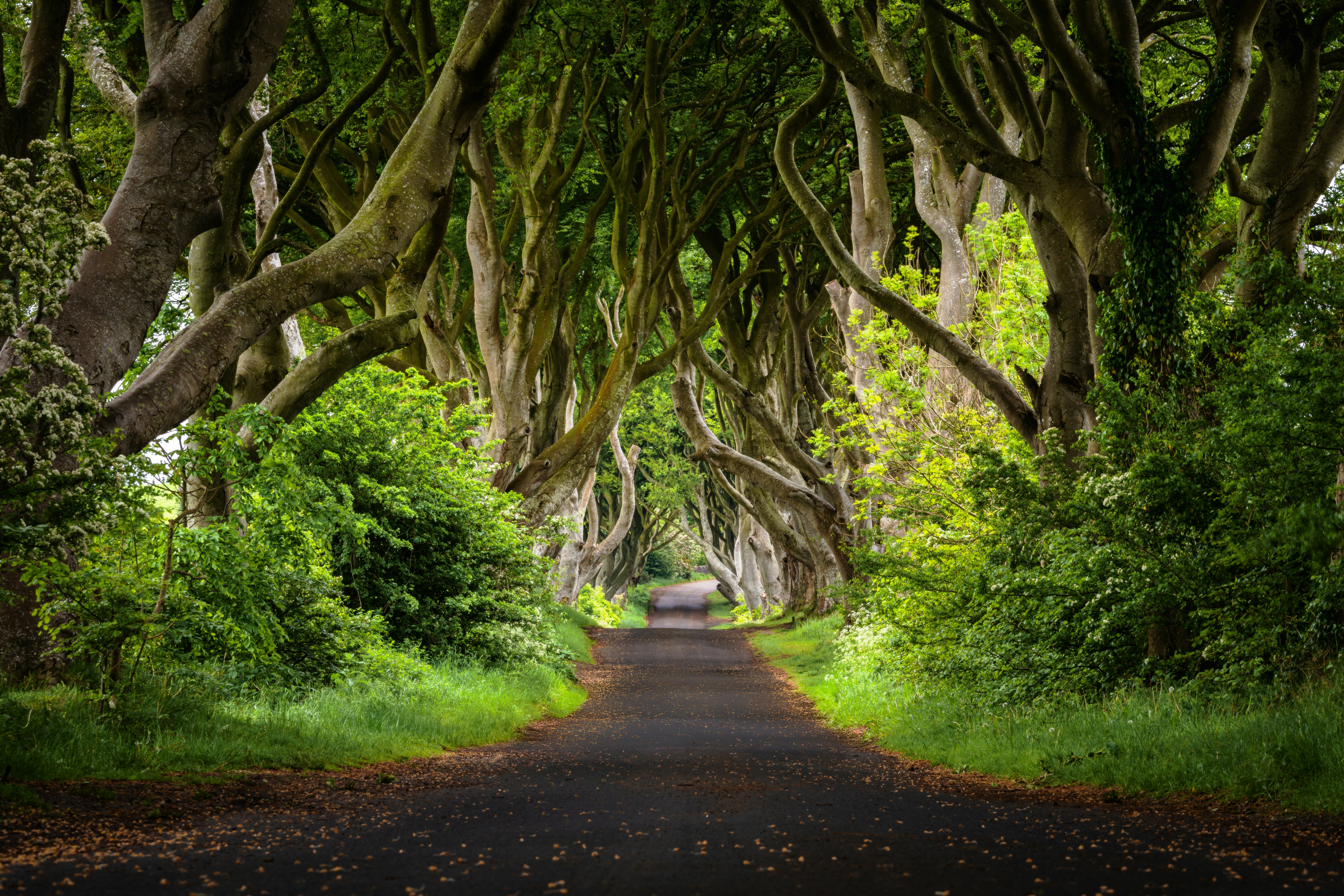 The Living Archway: A Sunlit Path Through Whispering Canopies
