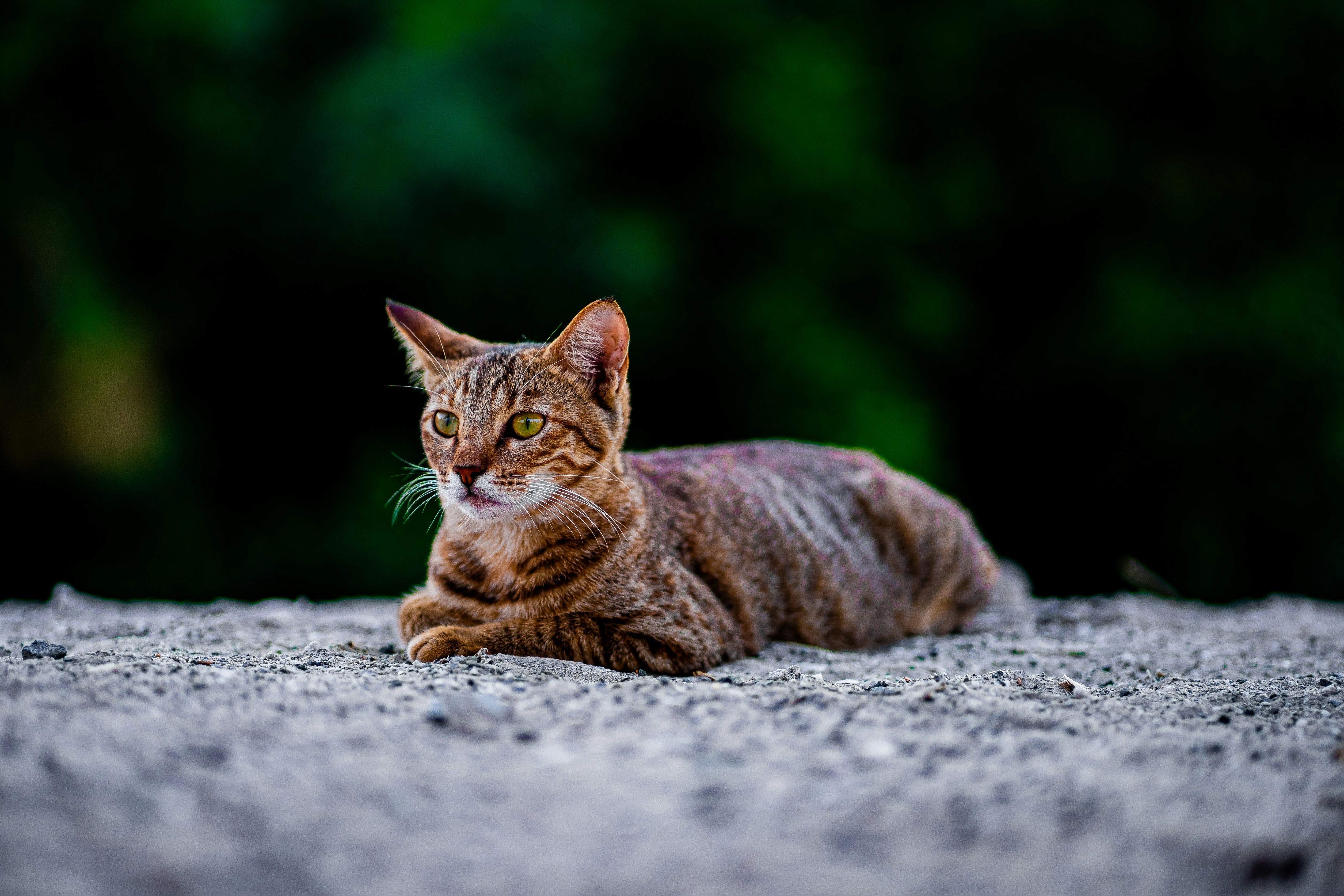 A wild cat sitting in a sandy creek area looking side