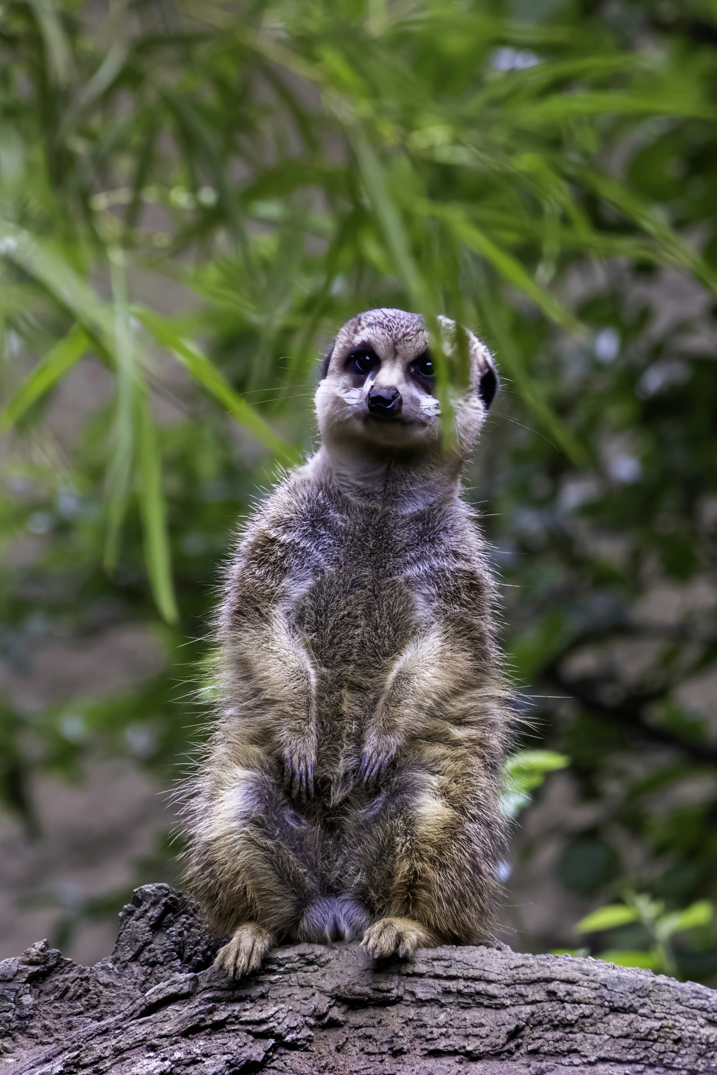 A meerkat at the San Diego Zoo perched on a log. | A meerkat sitting on top of a tree branch