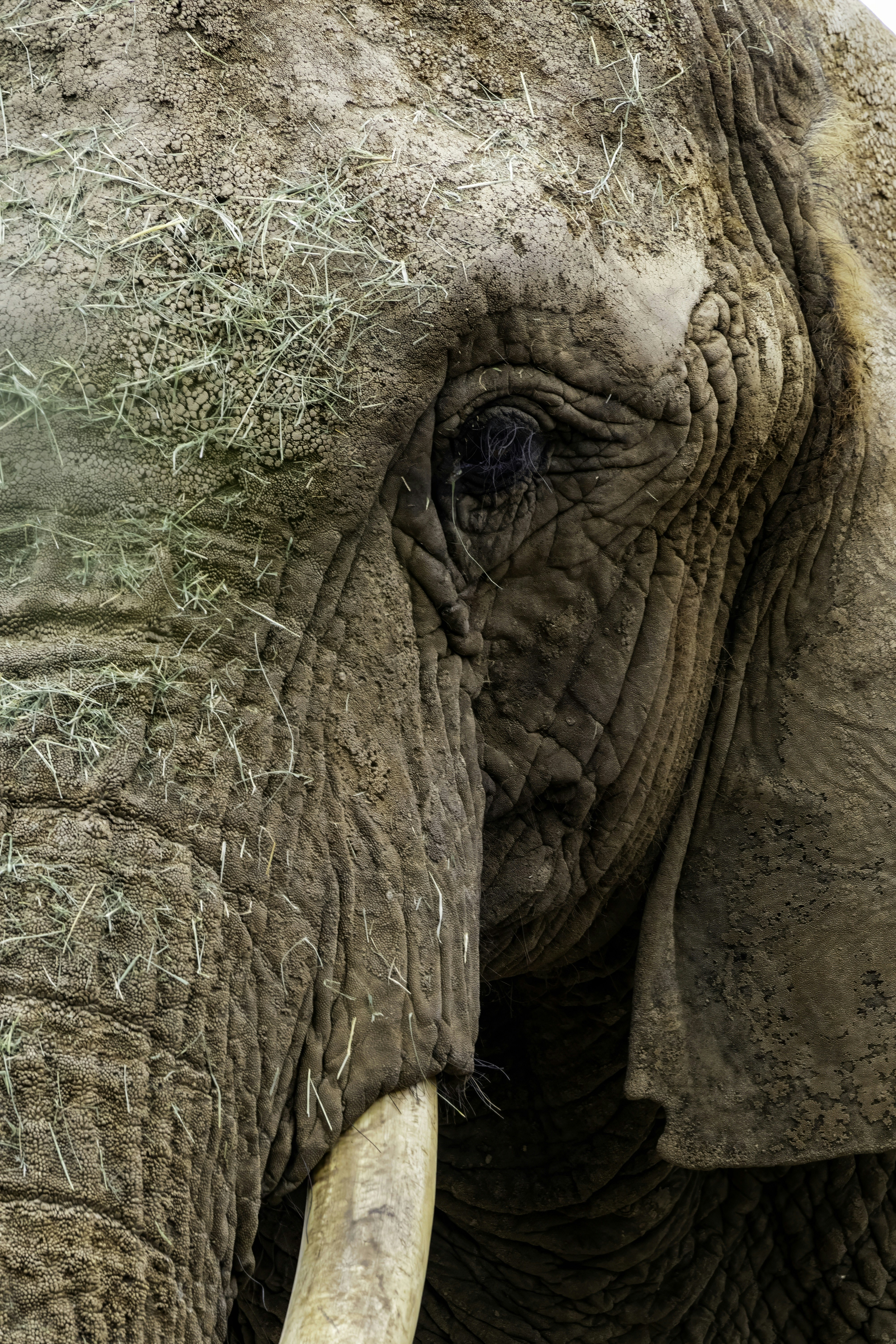 A closeup of an elephant at the San Diego Zoo