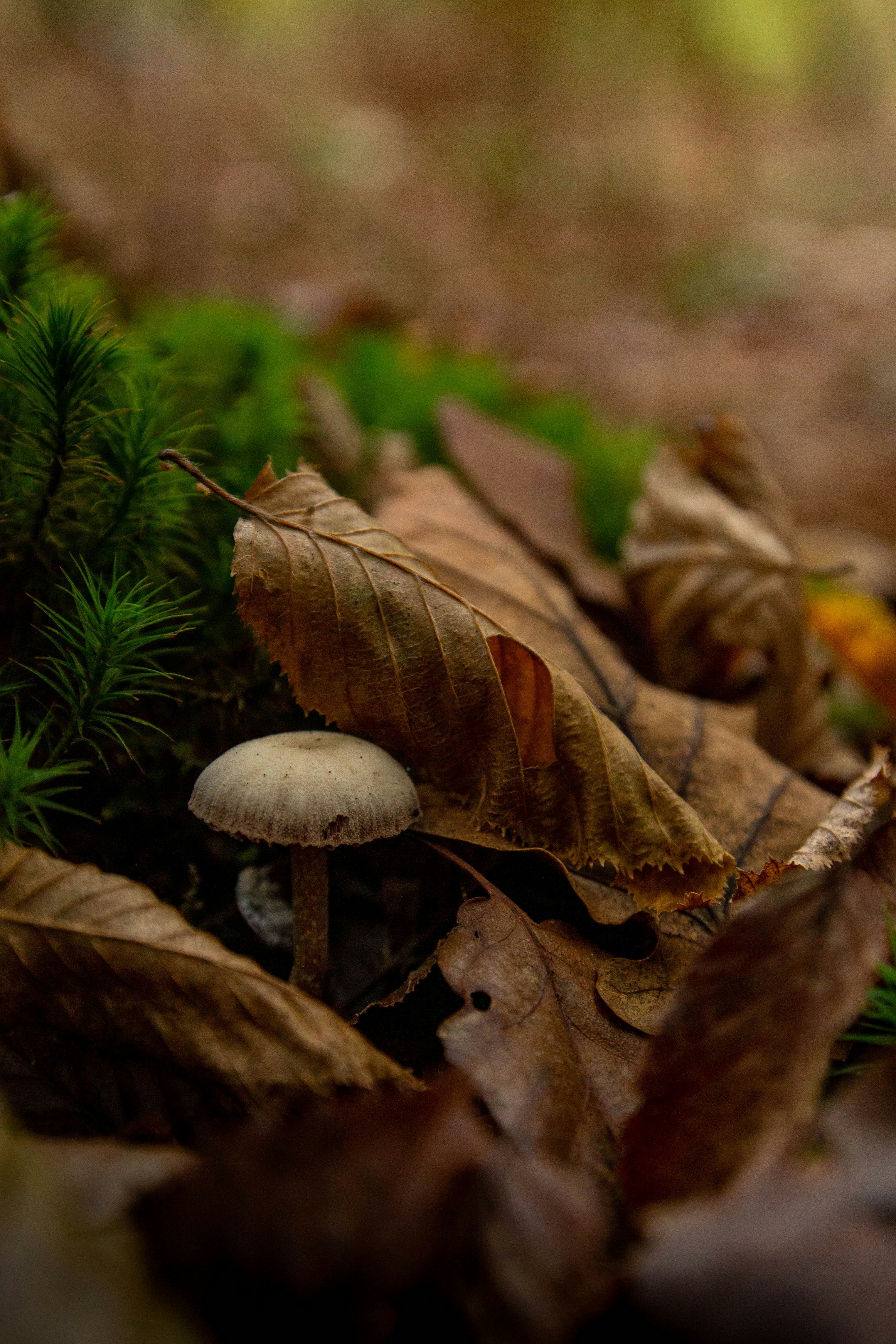 Glimmering Cap in Leaf Litter: A Quiet Forest Macro Moment