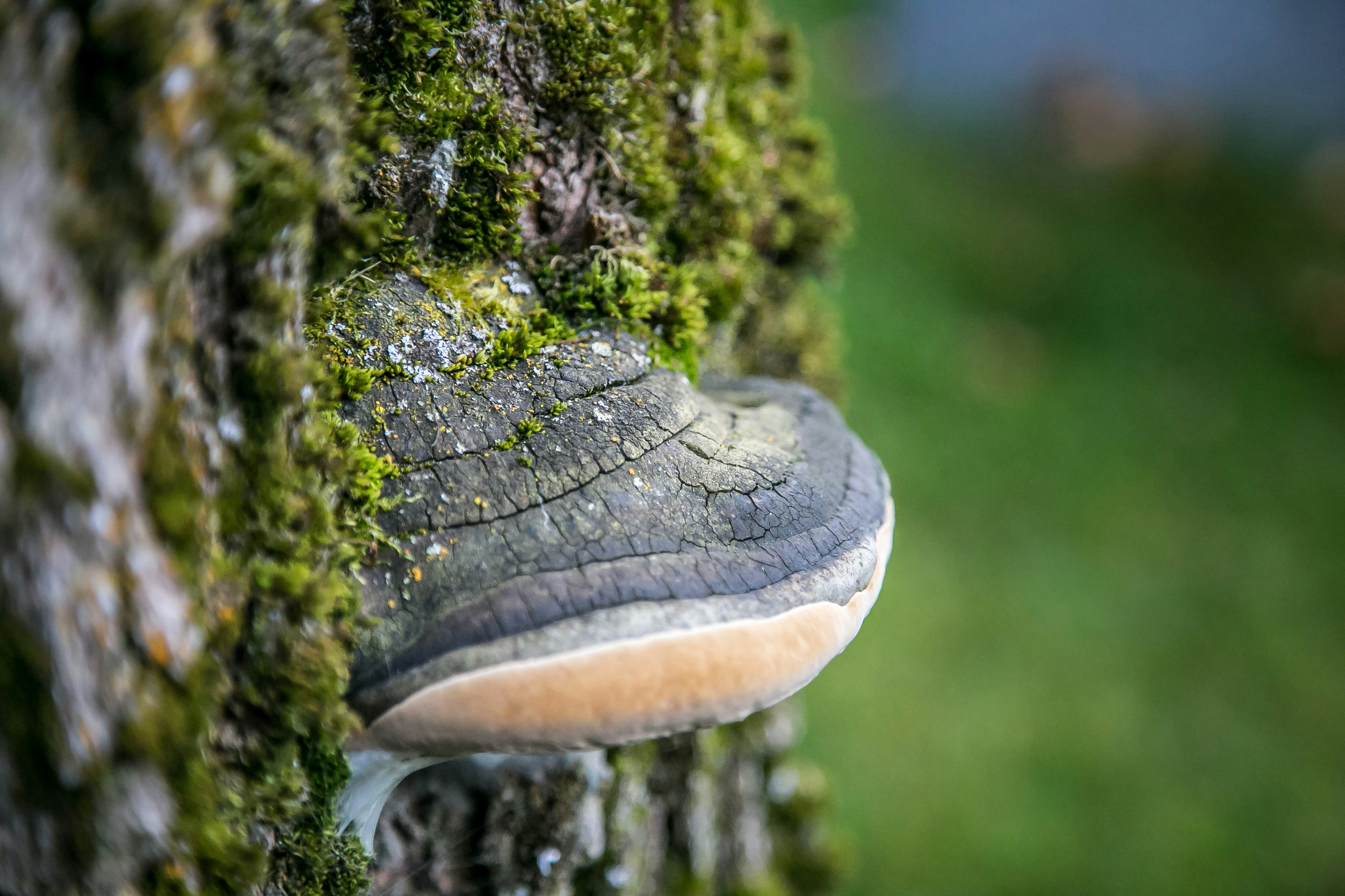 Moss-Cushioned Bracket: Close-Up on a Tree Fungus Clinging to Weathered Bark