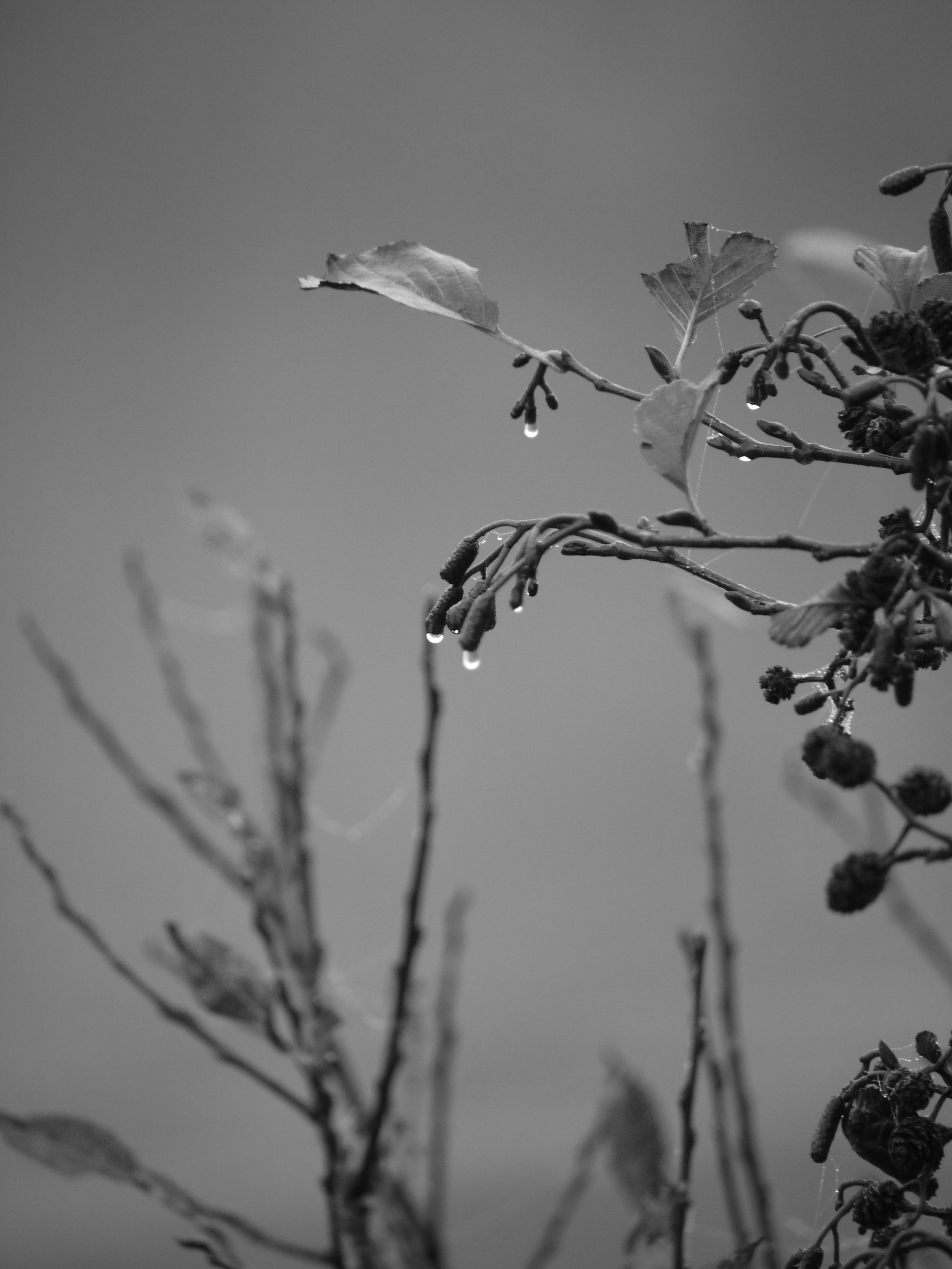 Monochrome Droplet: A Tiny Focal Moment on a Winter Branch