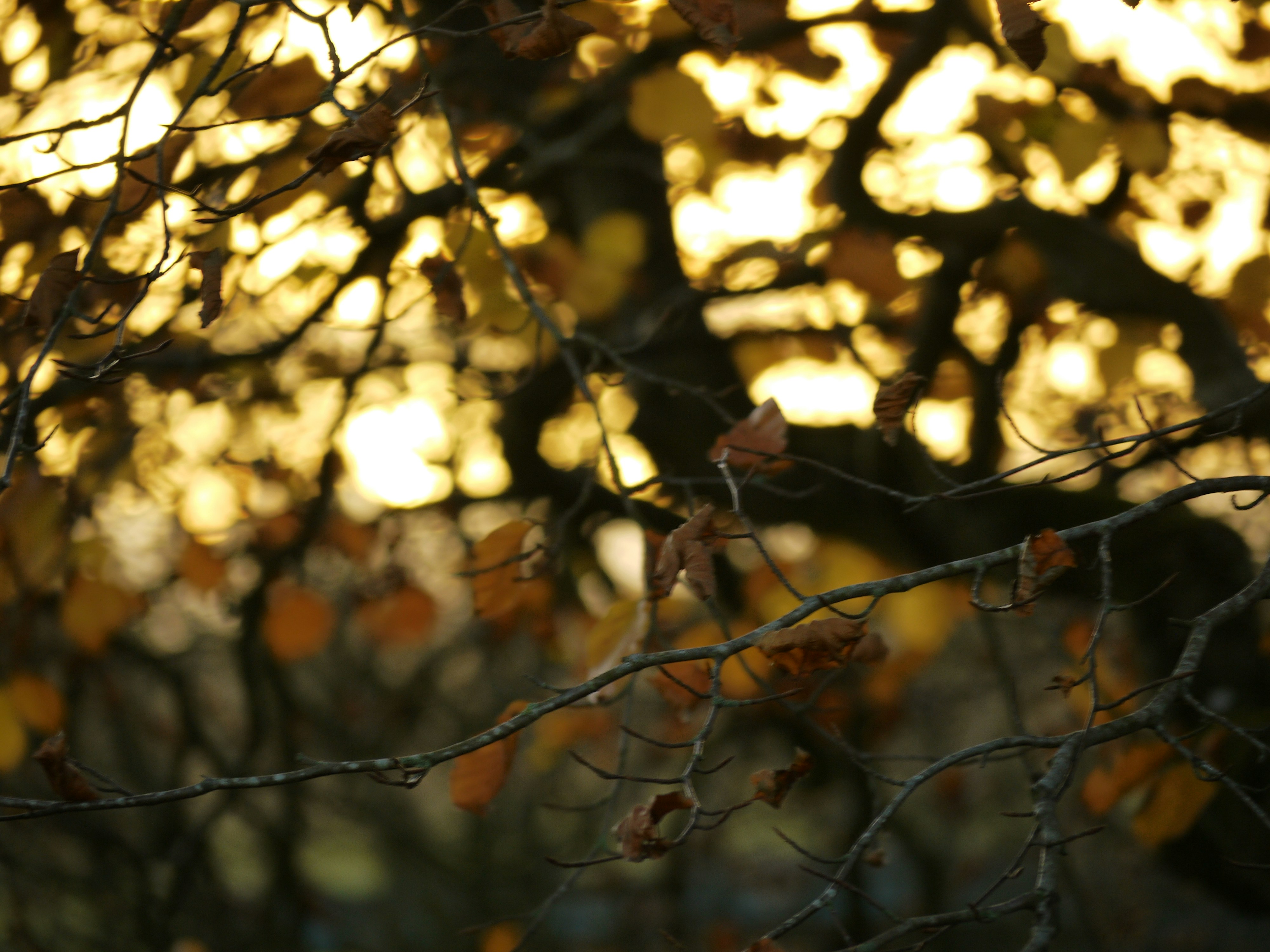 Backlit autumn leaves and thin branches create a moody foreground, with a warm golden bokeh glow in the background.