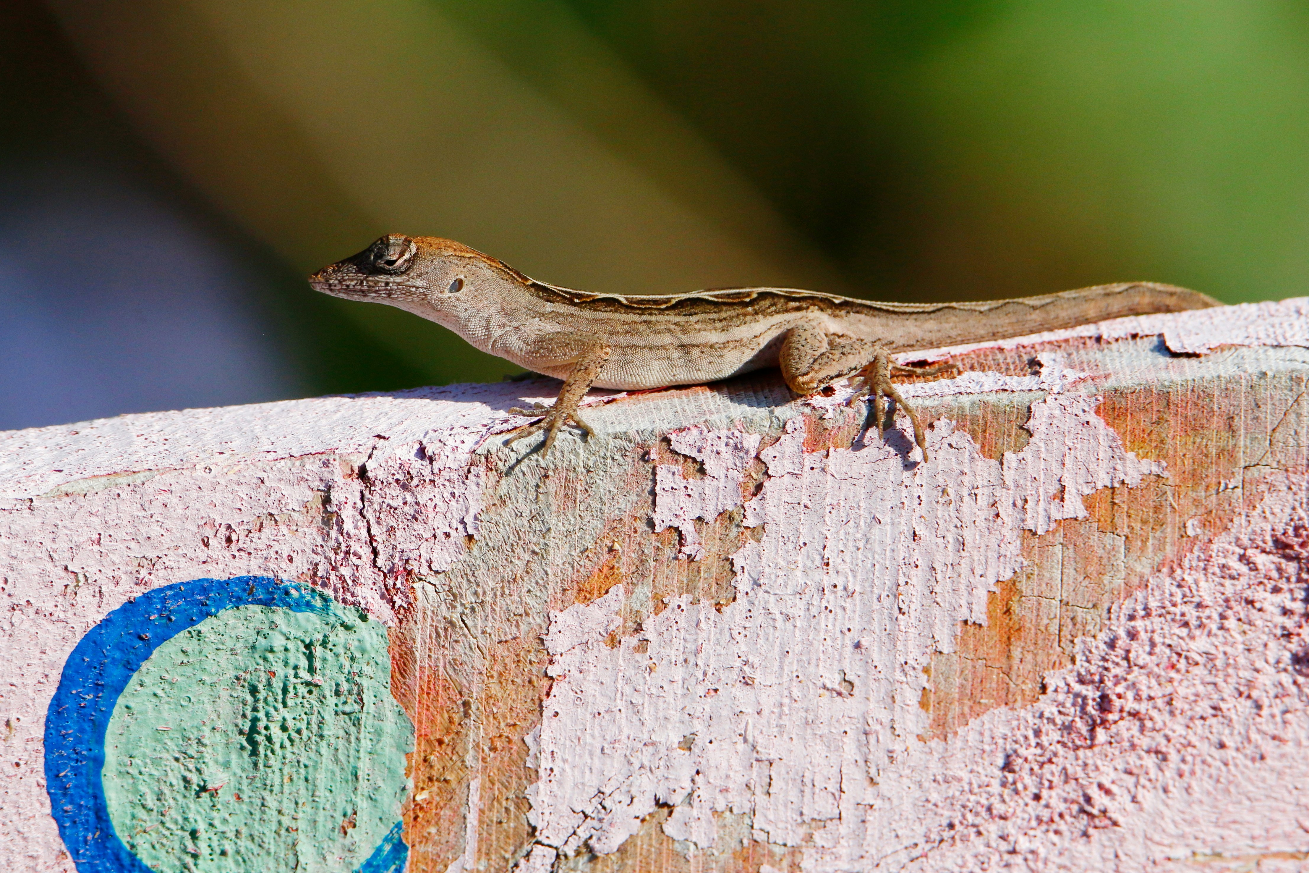 Gecko on a Weathered Ledge Beneath Bright Graffiti