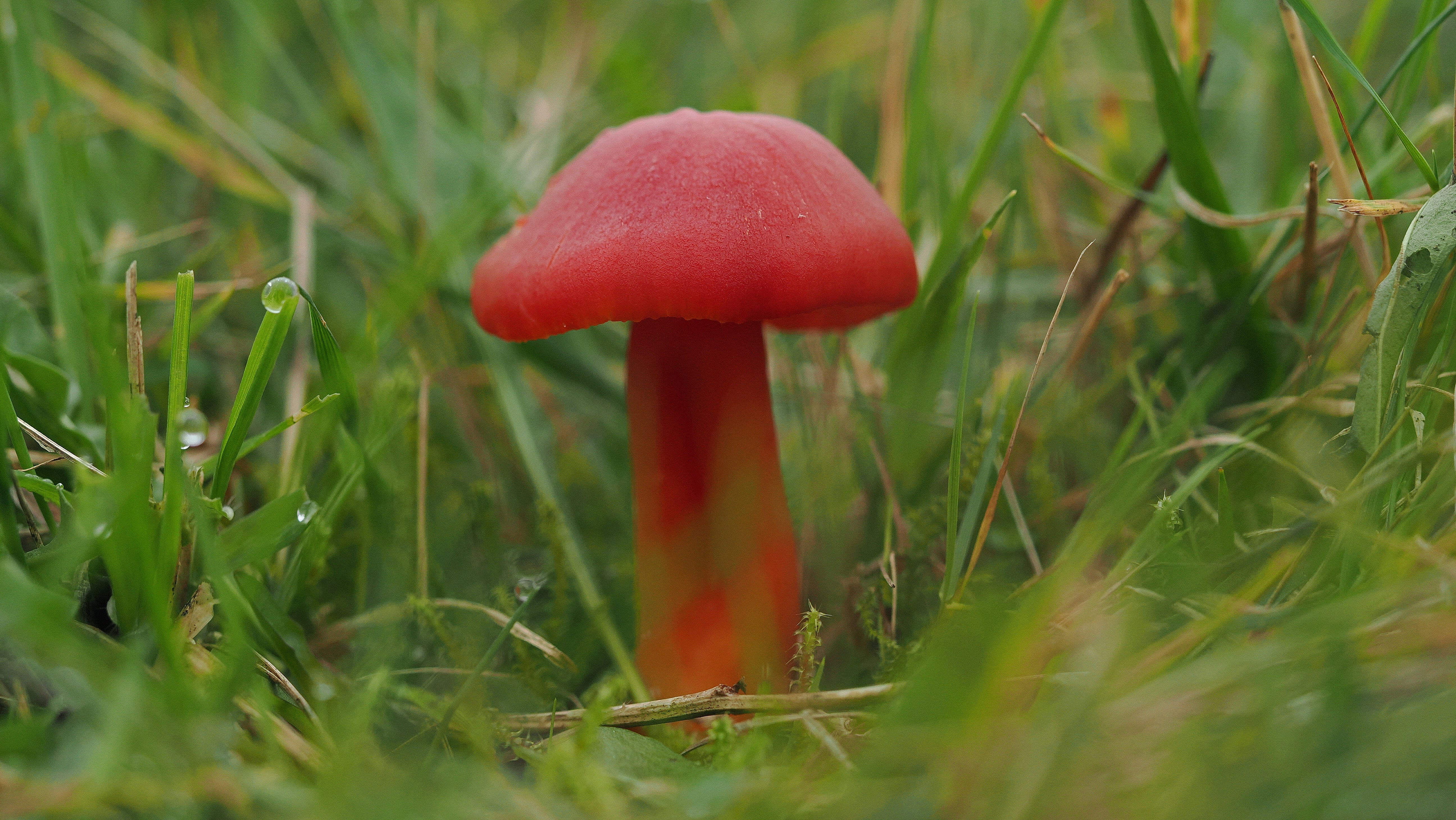 A small red mushroom sitting in the grass photo – Free Beauty Image on ...
