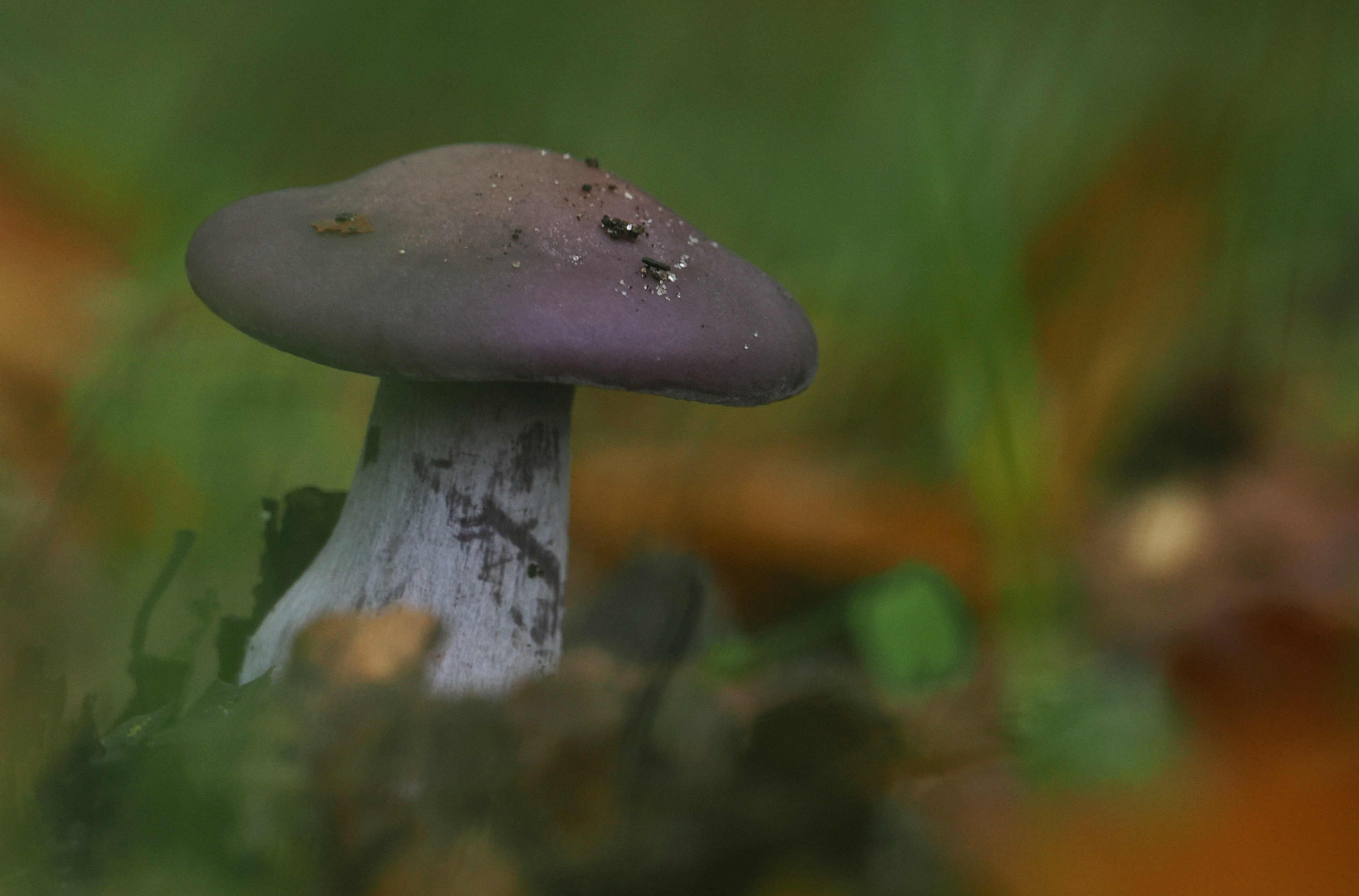 Purple-capped Fungus in a Misty Forest Clearing