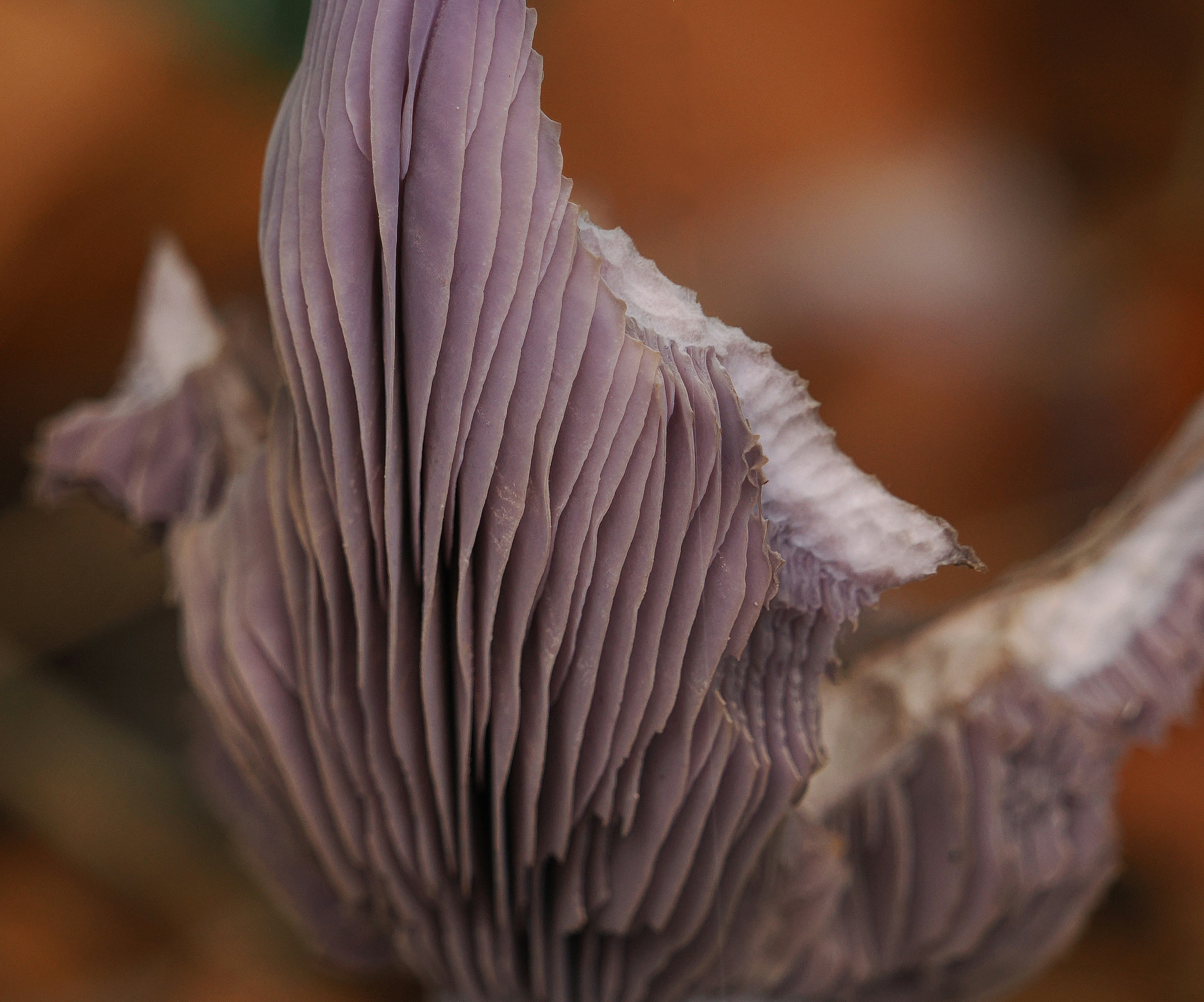 A close up of a purple flower with a blurry background