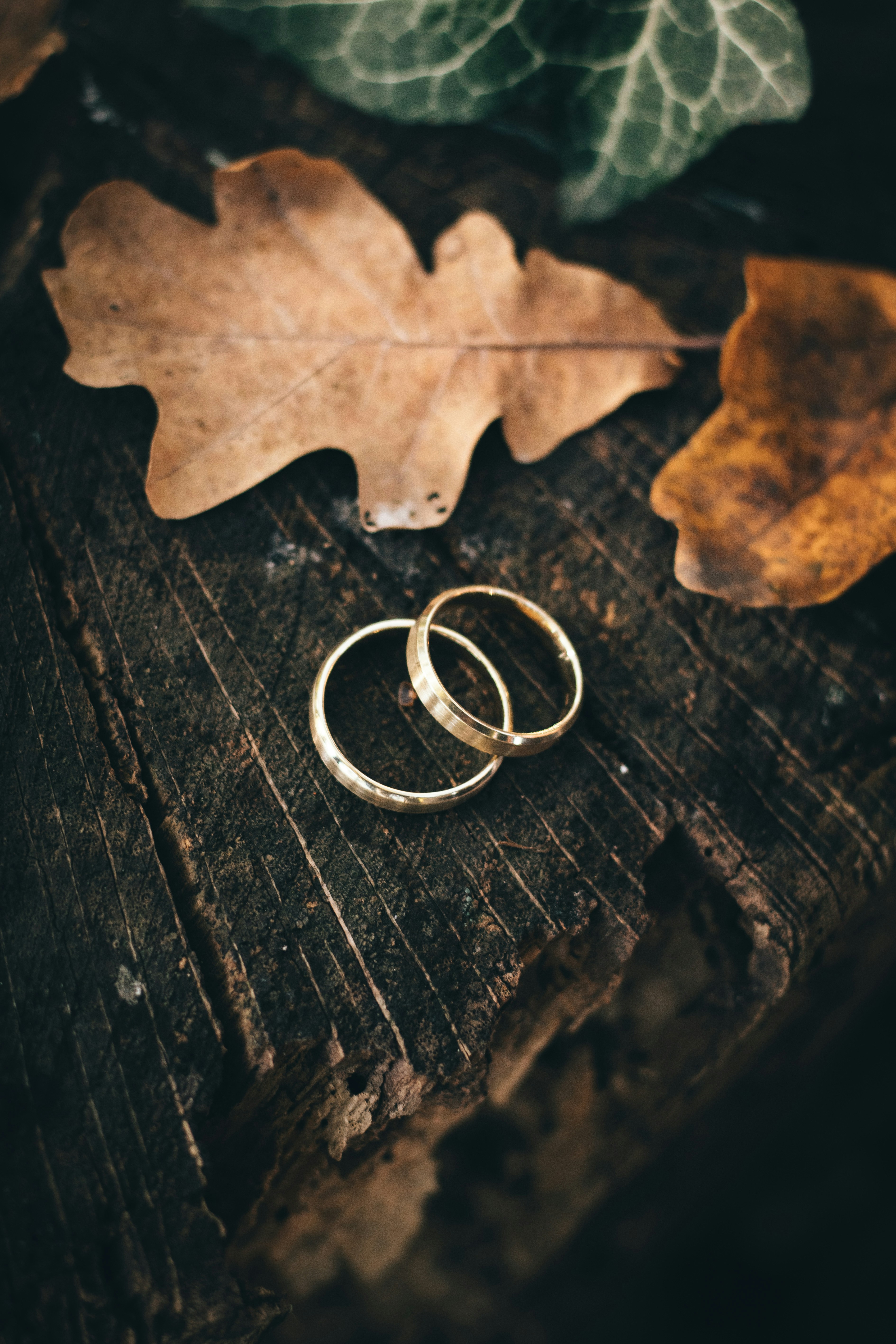 Two wedding rings resting on a weathered wooden surface surrounded by autumn leaves.